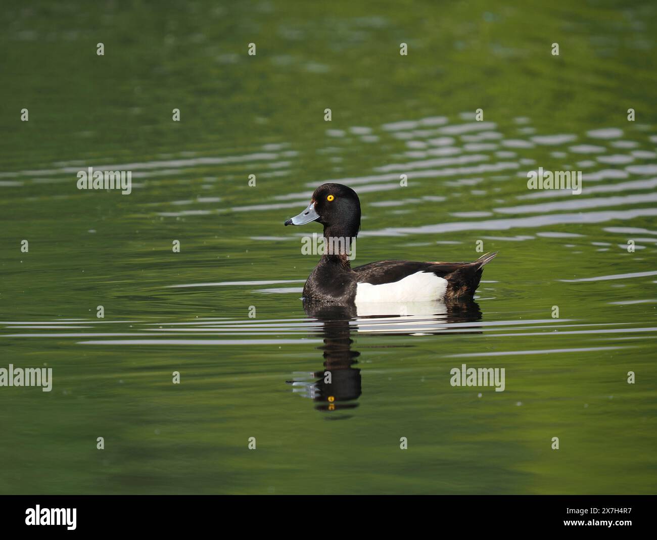 Adult drake tufted duck on a lake in Warrington, May 2024 Stock Photo ...