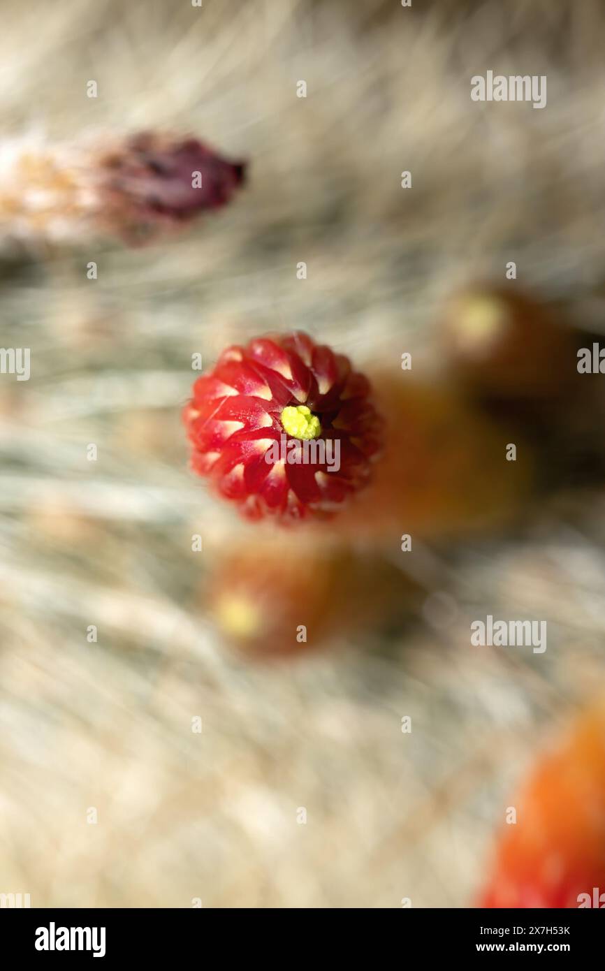 Cleisto hi-res stock photography and images - Alamy