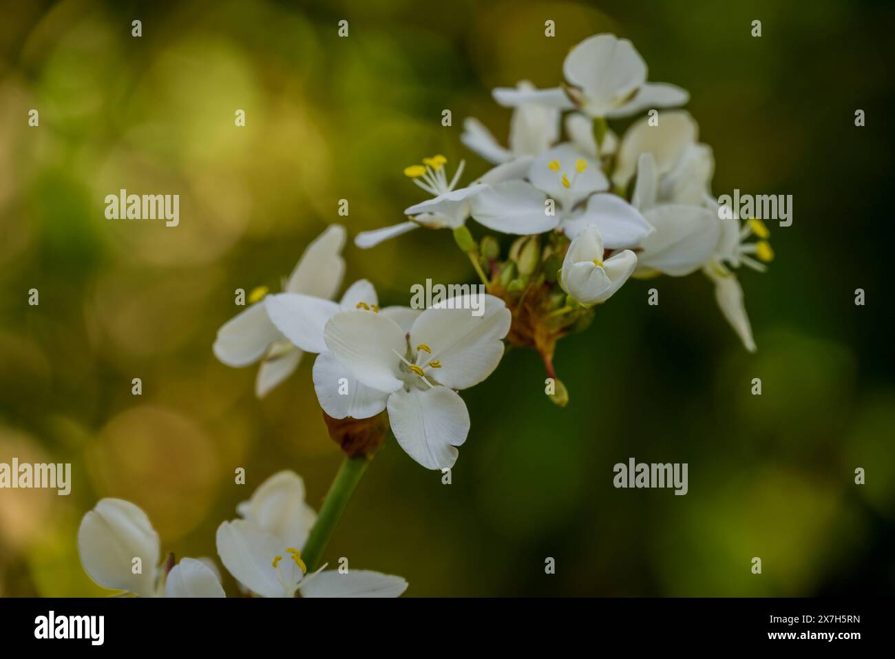 beautiful spring flowers in English garden Stock Photo - Alamy