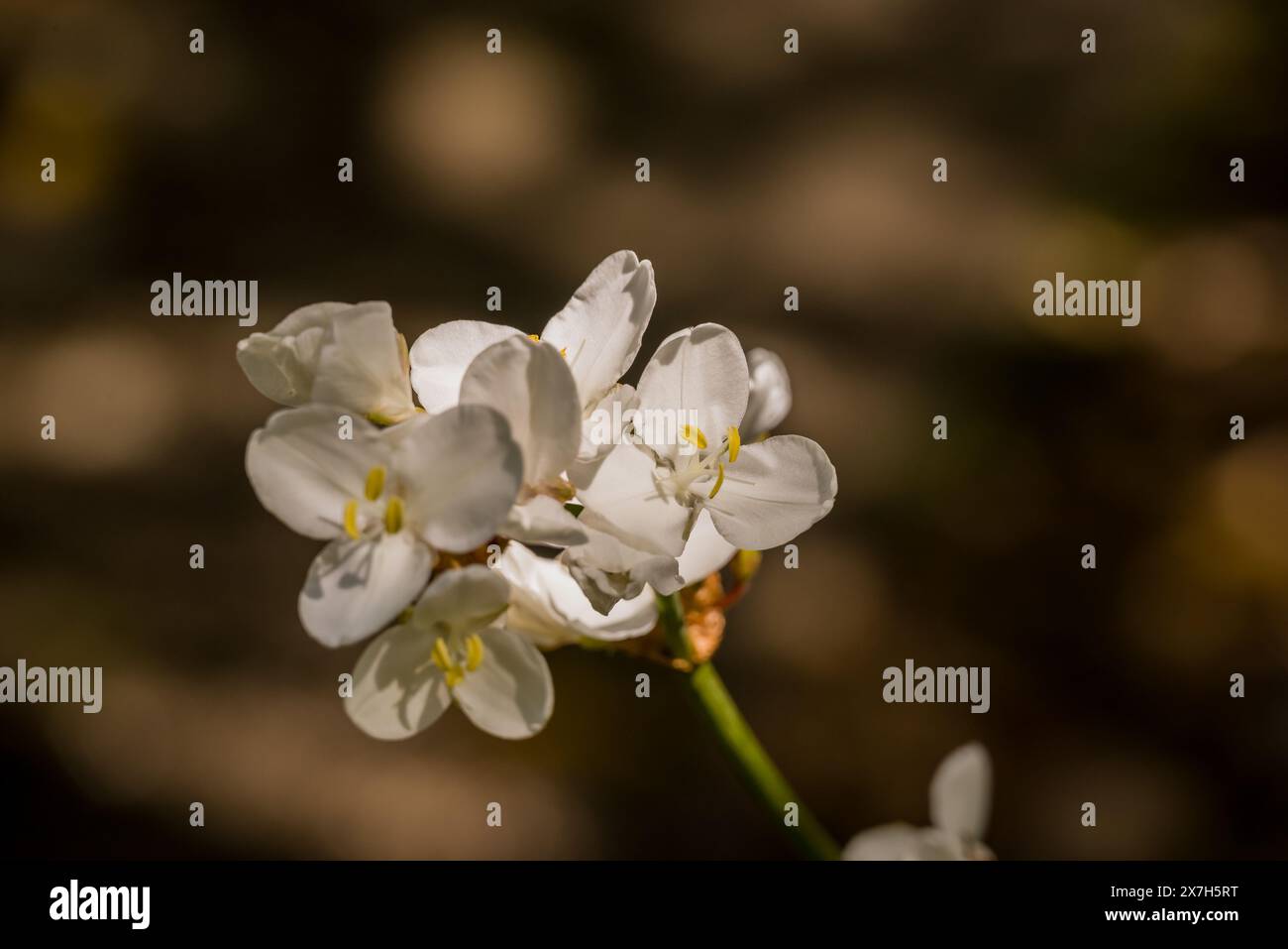beautiful spring flowers in English garden Stock Photo - Alamy