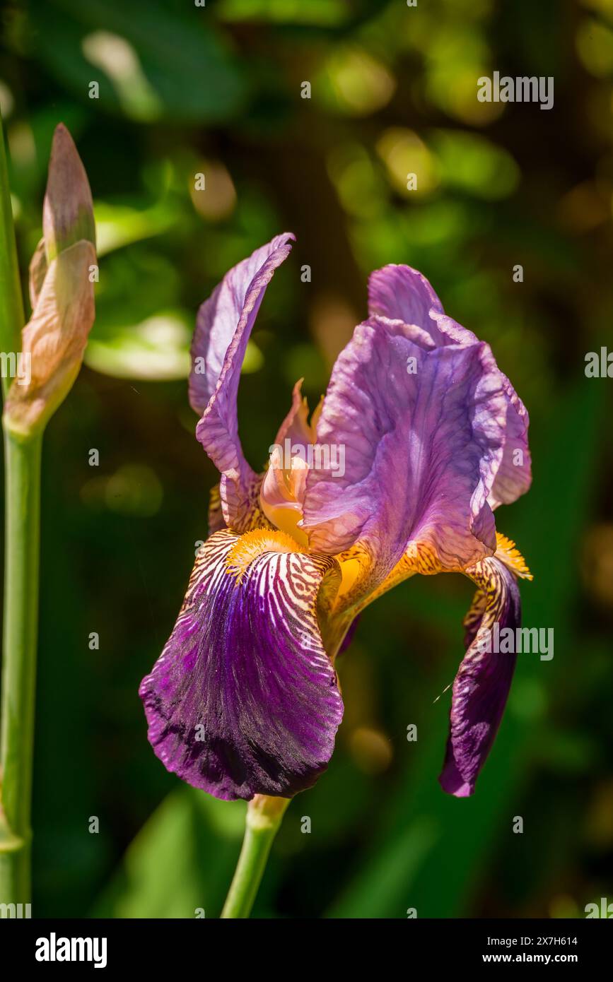 beautiful spring flowers in English garden Stock Photo - Alamy