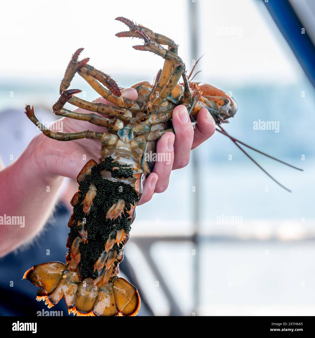Female lobster with eggs attached under her tail and a V-notch to ...