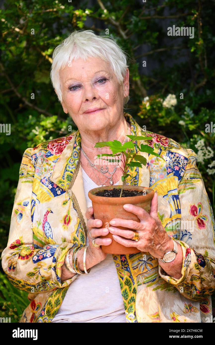London, UK. 20 May 2024. Dame Judi Dench in the Octavia Hill garden by ...
