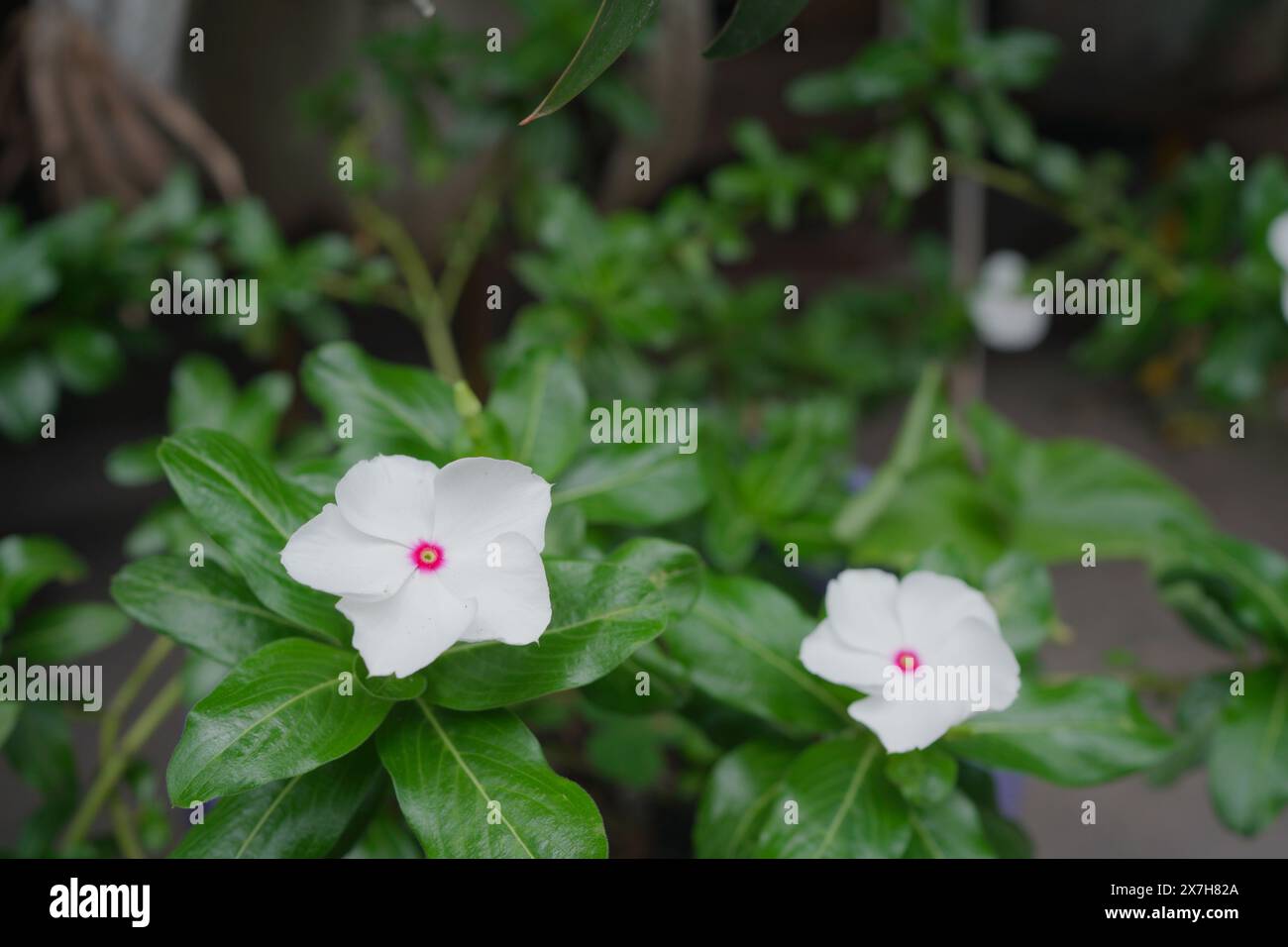 Rosy periwinkle plant with blooming flower Stock Photo - Alamy
