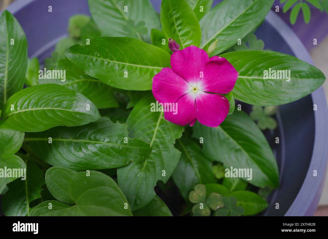 Periwinkle blossom hi-res stock photography and images - Alamy