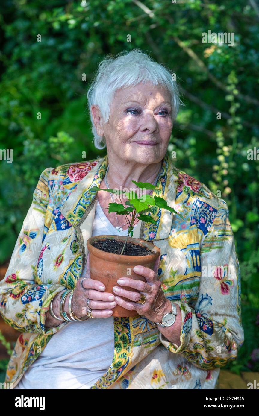 London, UK. 20 May 2024. Dame Judi Dench with a seedling from the ...