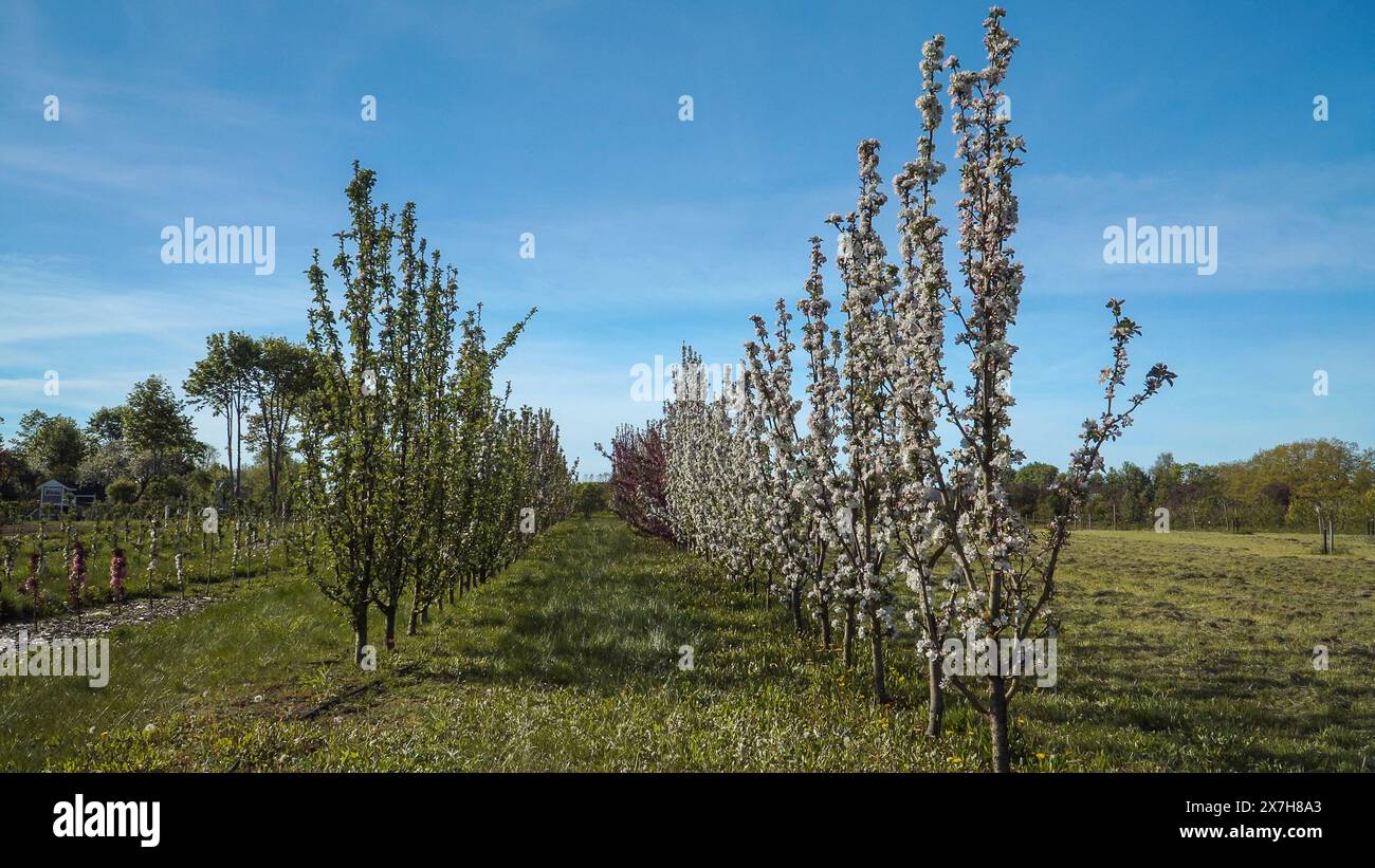 A garden with rows of columnar apple trees in a plantation. The young ...