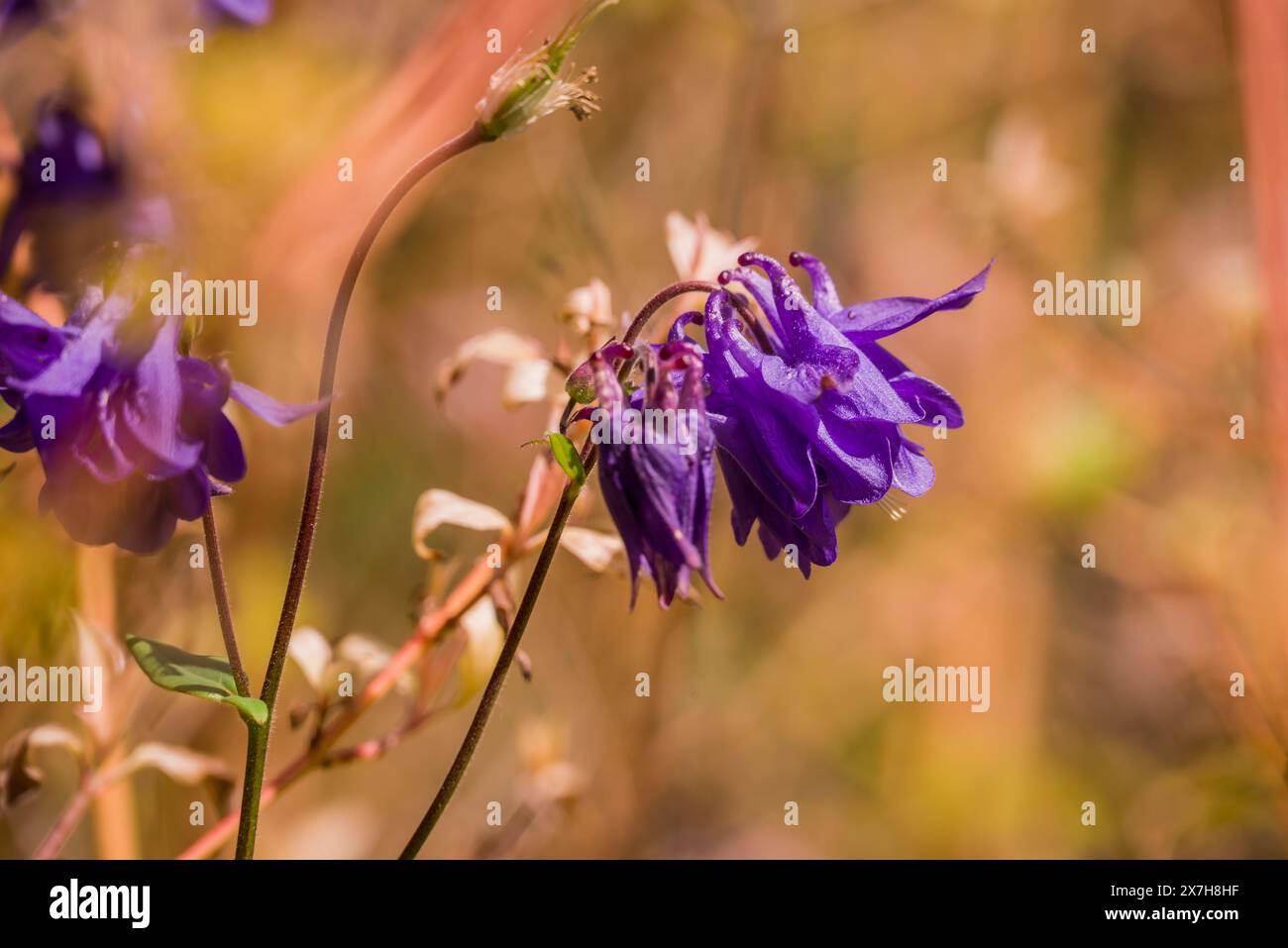 beautiful spring flowers in English garden Stock Photo - Alamy