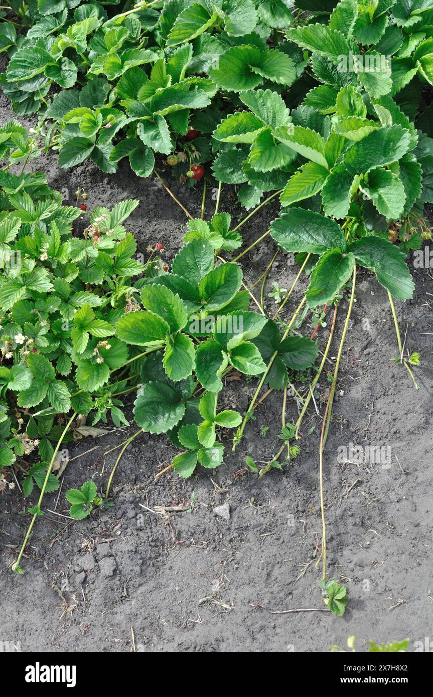close-up of the growing strawberry with stolons in the vegetable garden ...