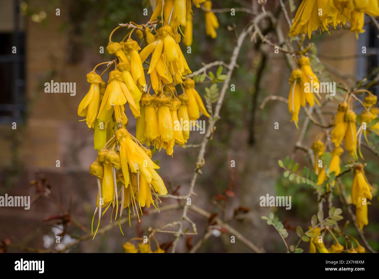 beautiful spring flowers in English garden Stock Photo - Alamy