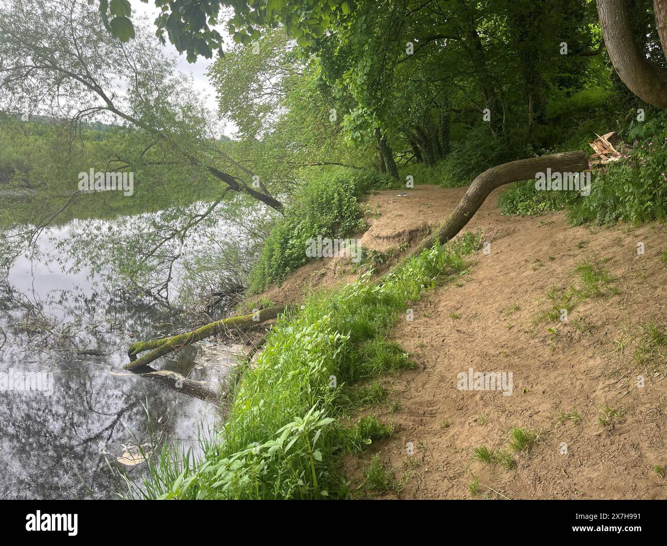 A tree on the bank of the River Tyne at Ovingham, Northumberland, close ...
