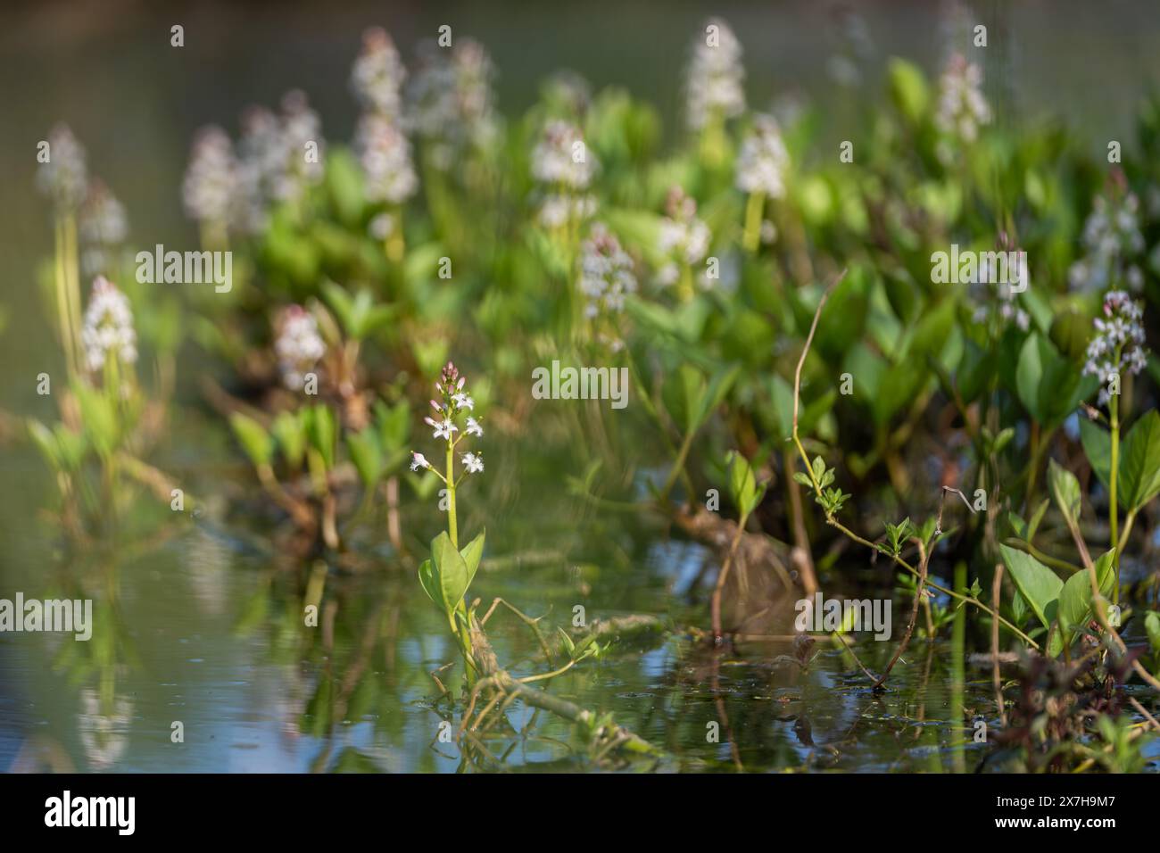 Blooming water plant, closeup with copy space, selected focus and ...