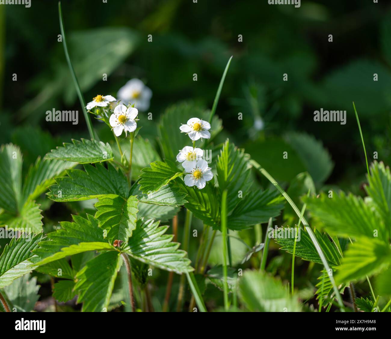 Flowering wild strawberry plant, green bush with white flowers. Wild ...