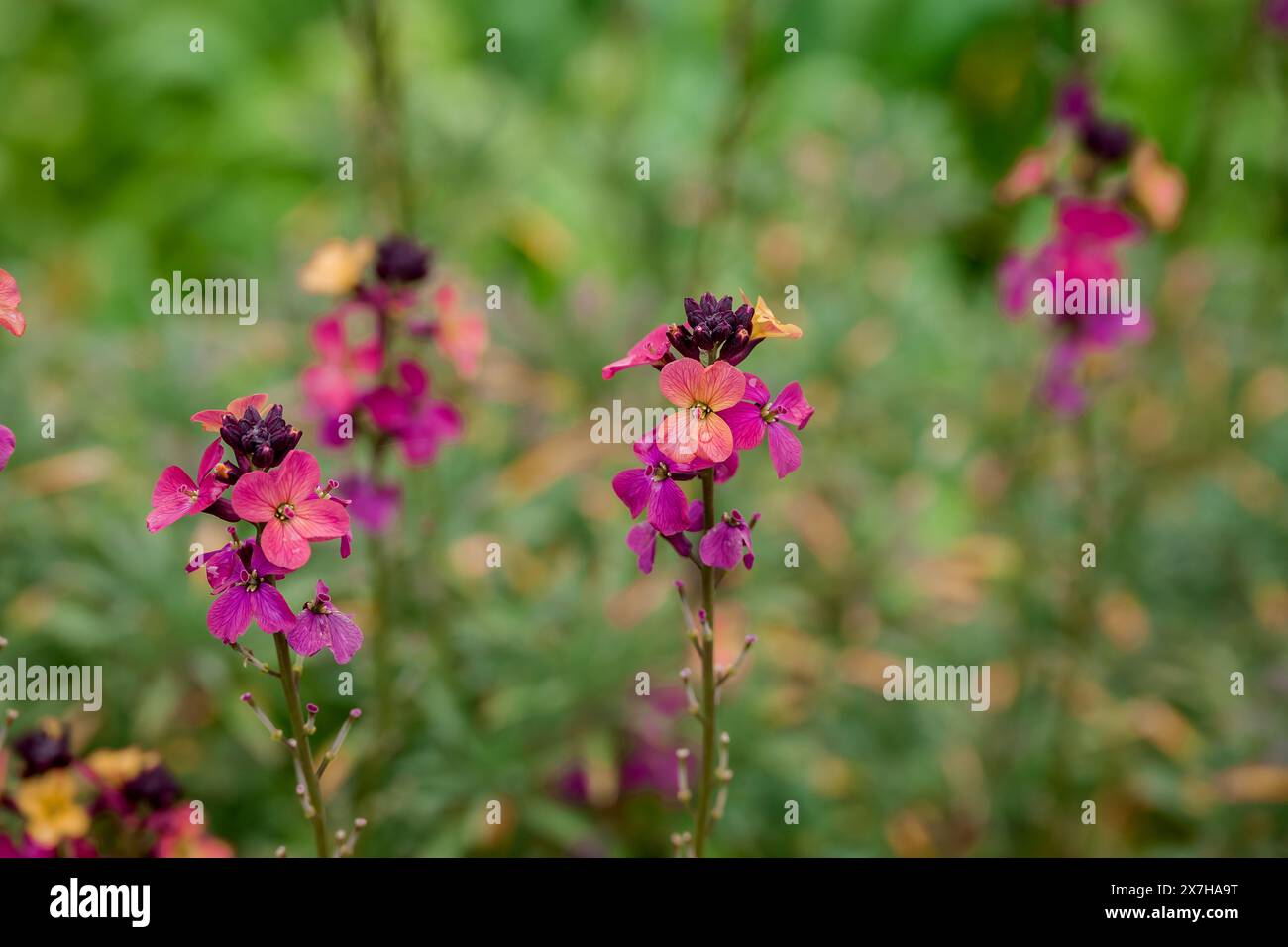 beautiful spring flowers in English garden Stock Photo - Alamy