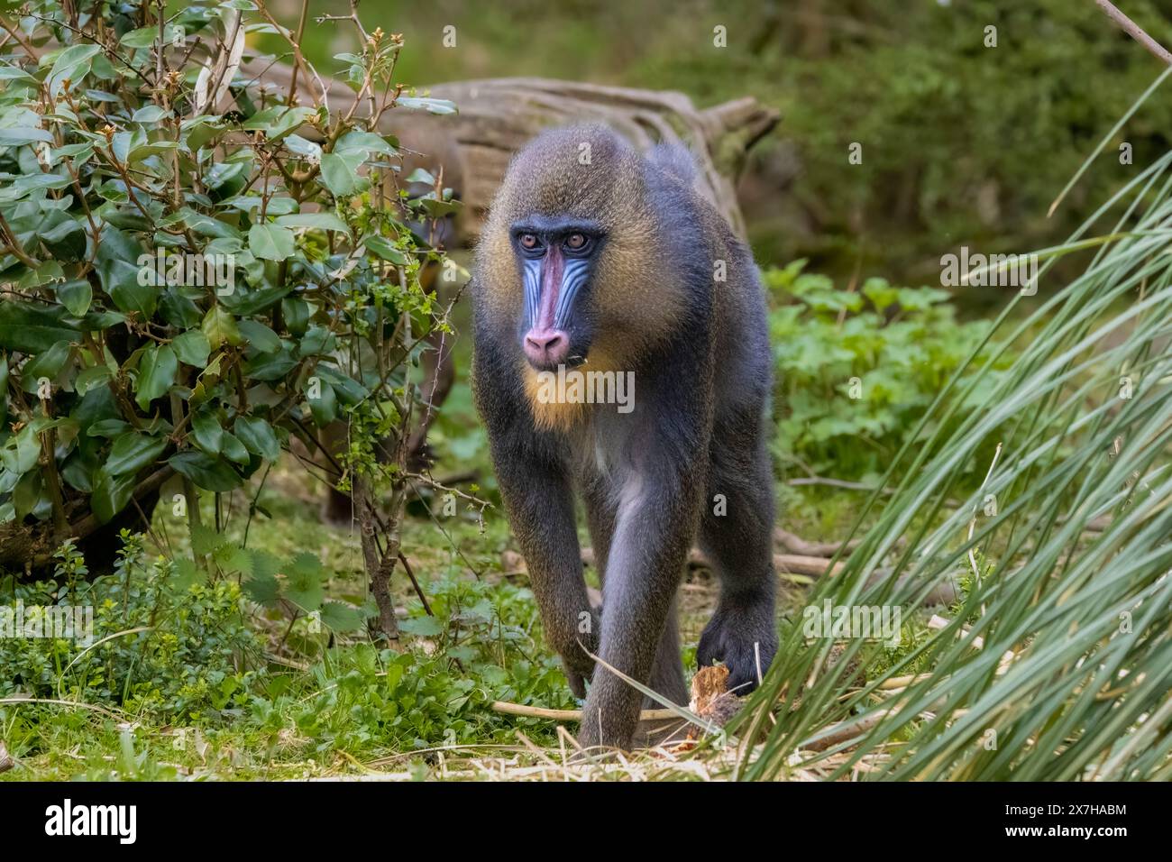 Mandrill monkey horde hi-res stock photography and images - Alamy