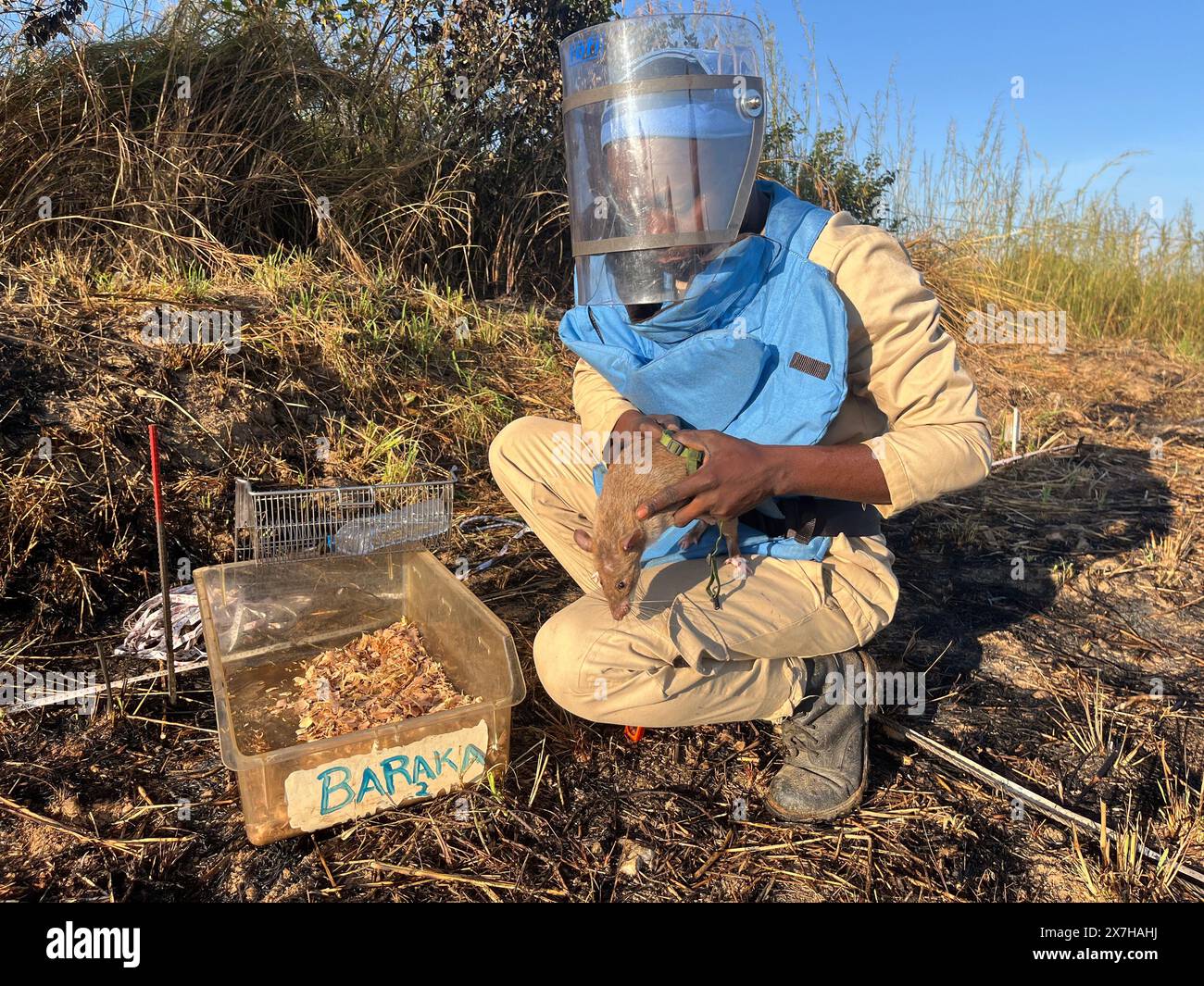 Human hamster cage hi-res stock photography and images - Alamy