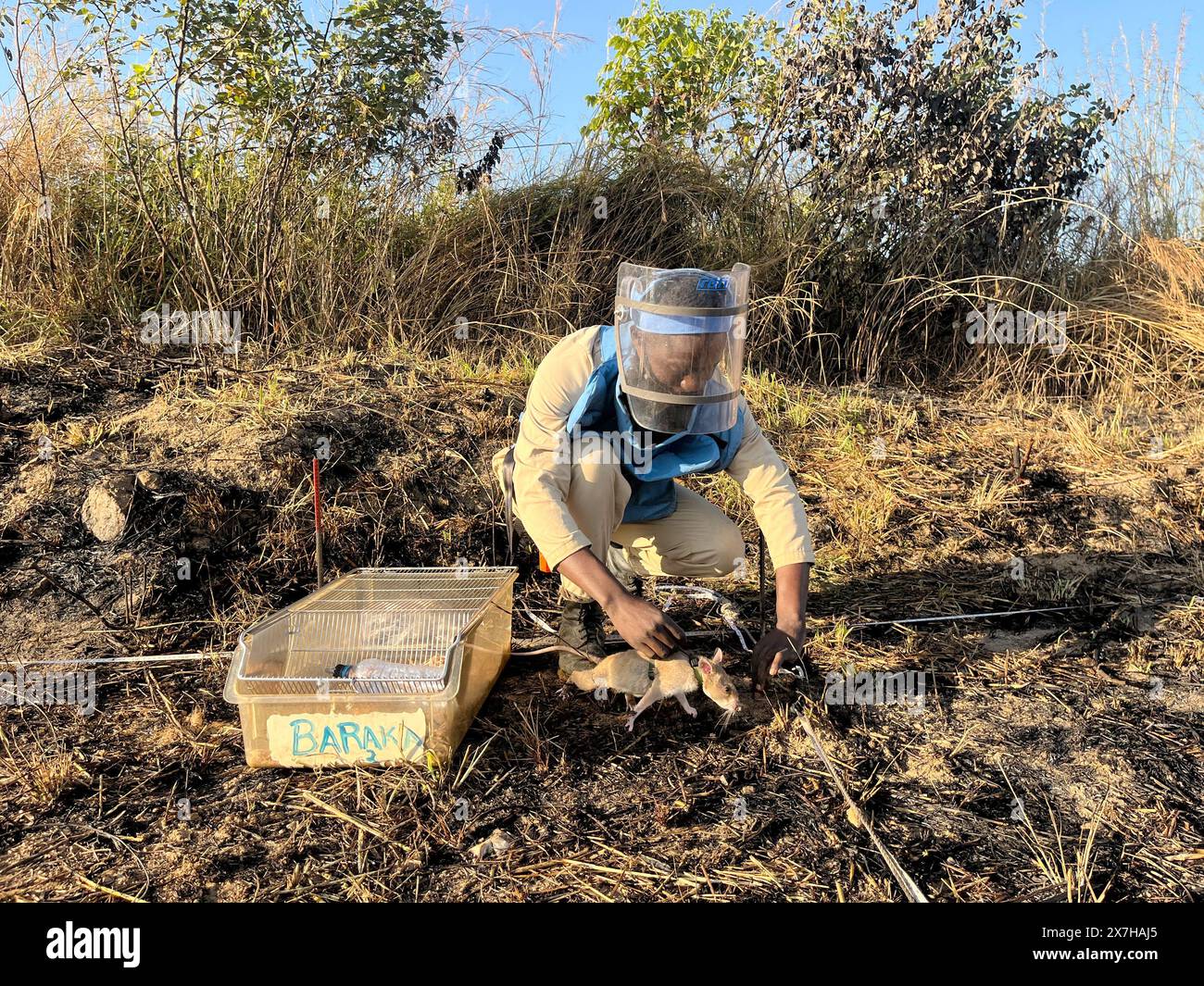 Human hamster cage hi-res stock photography and images - Alamy