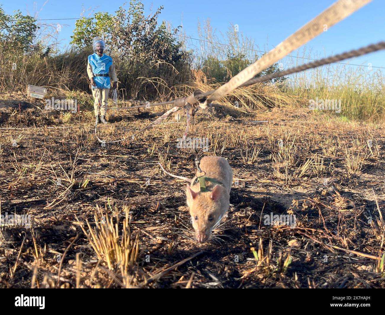 Calulo, Angola. 03rd May, 2024. "Rat handler" Raul Ilidio uses rat ...