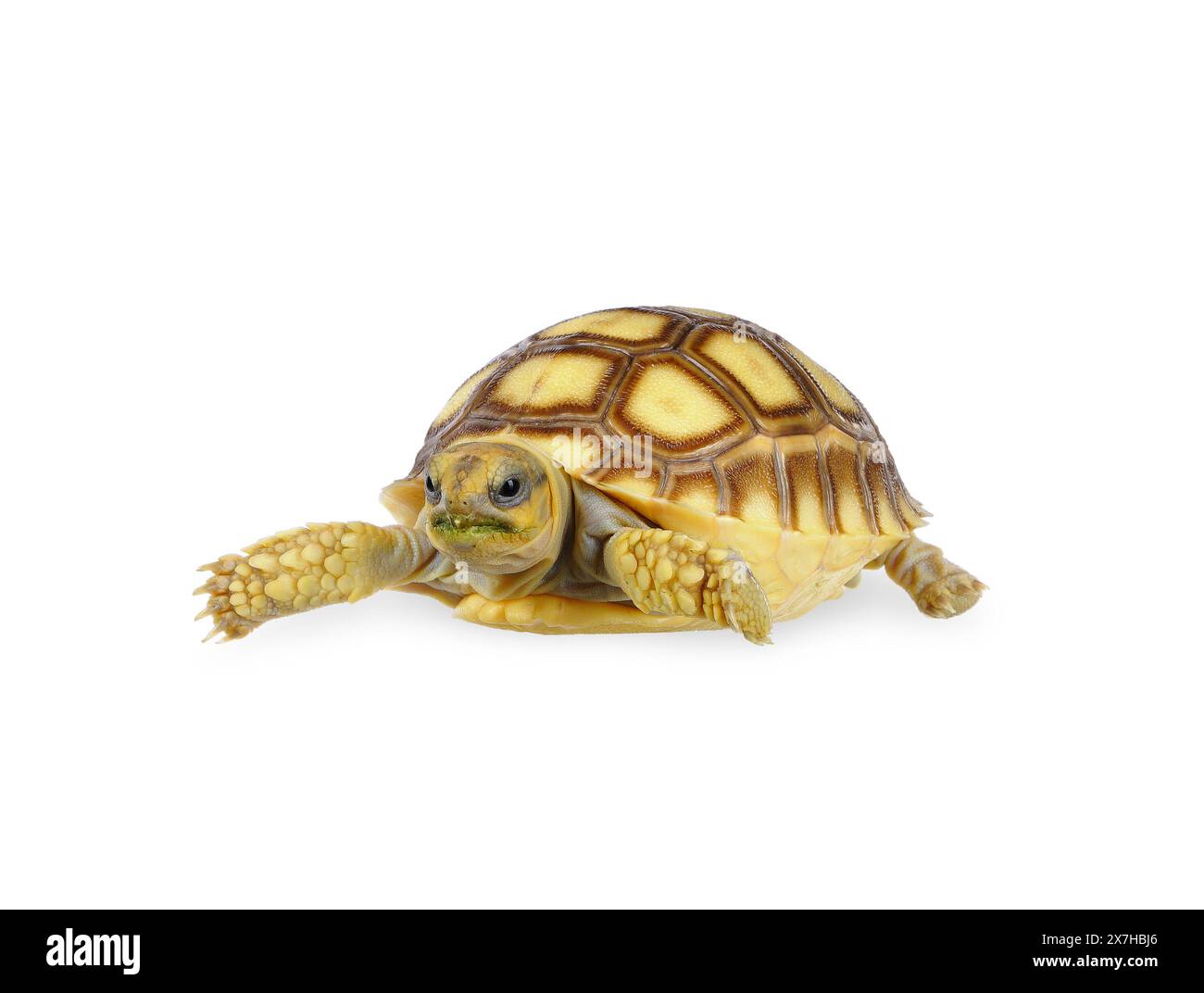 Baby Sulcata Turtle isolated on white background. turtle clipping path ...