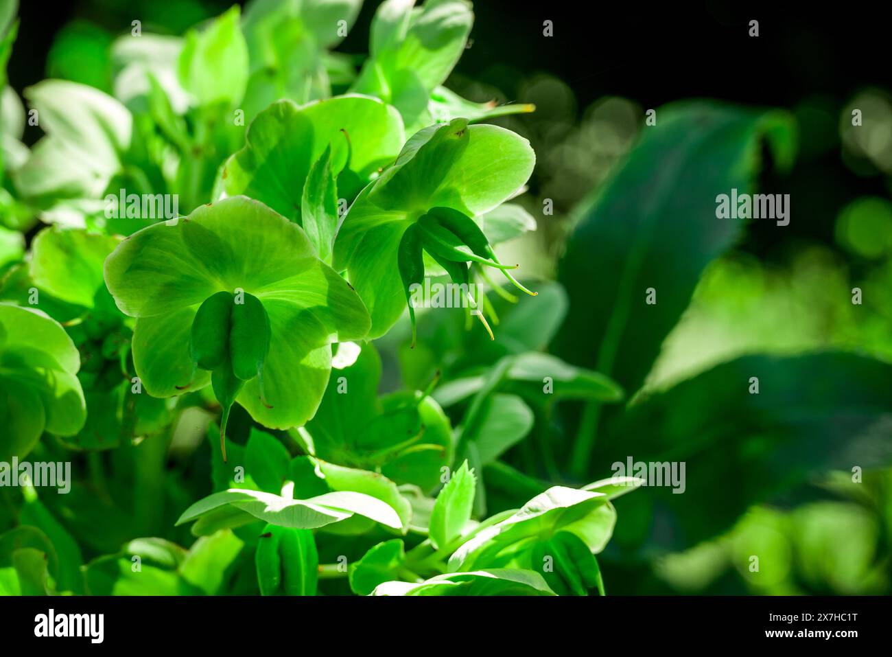 beautiful spring flowers in English garden Stock Photo - Alamy