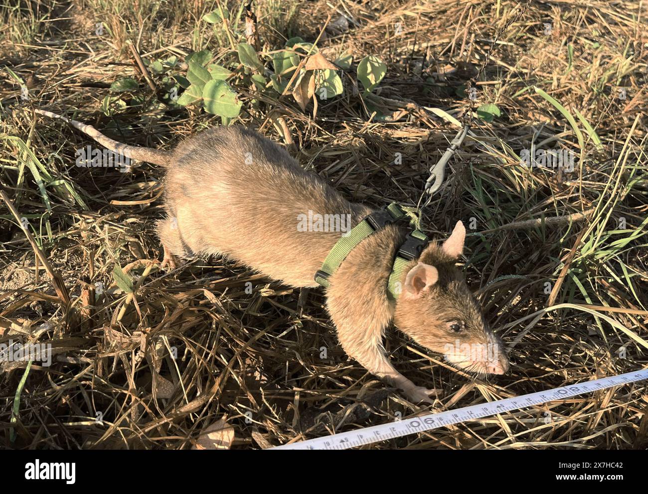 Calulo, Angola. 03rd May, 2024. Rat Baraka, who has been fitted with a ...