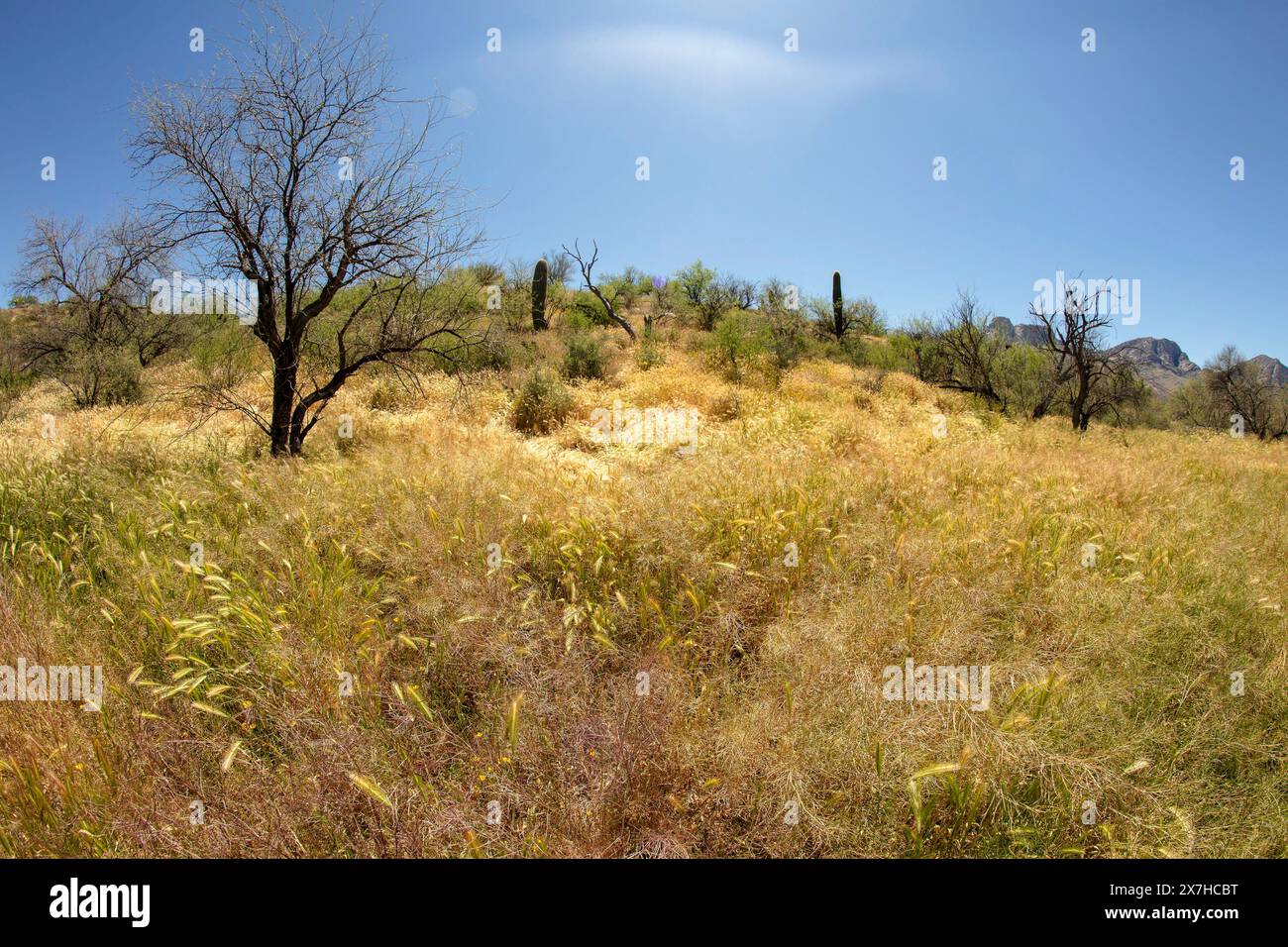 The wide open space of the glorious Catalina State Park, Oro Valley ...