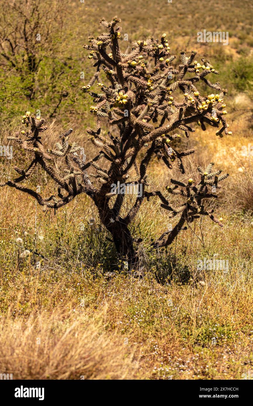 Natural close up flowering plant portrait of Smooth chain-fruit Cholla ...