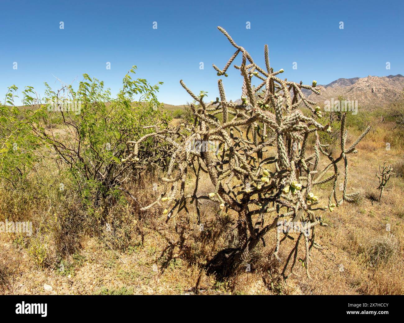 Natural close up flowering plant portrait of Smooth chain-fruit Cholla ...