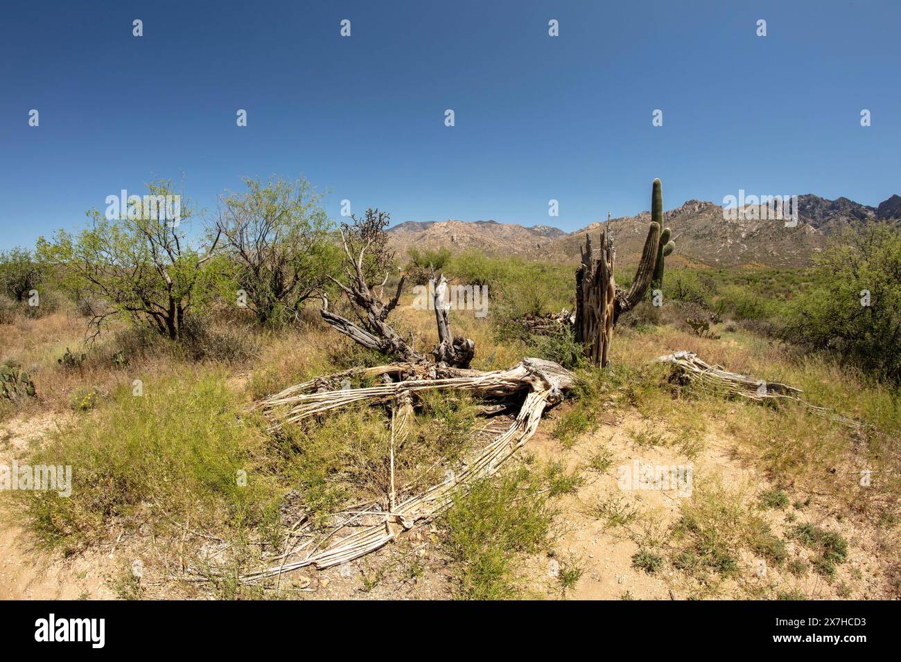 The wide open space of the glorious Catalina State Park, Oro Valley ...