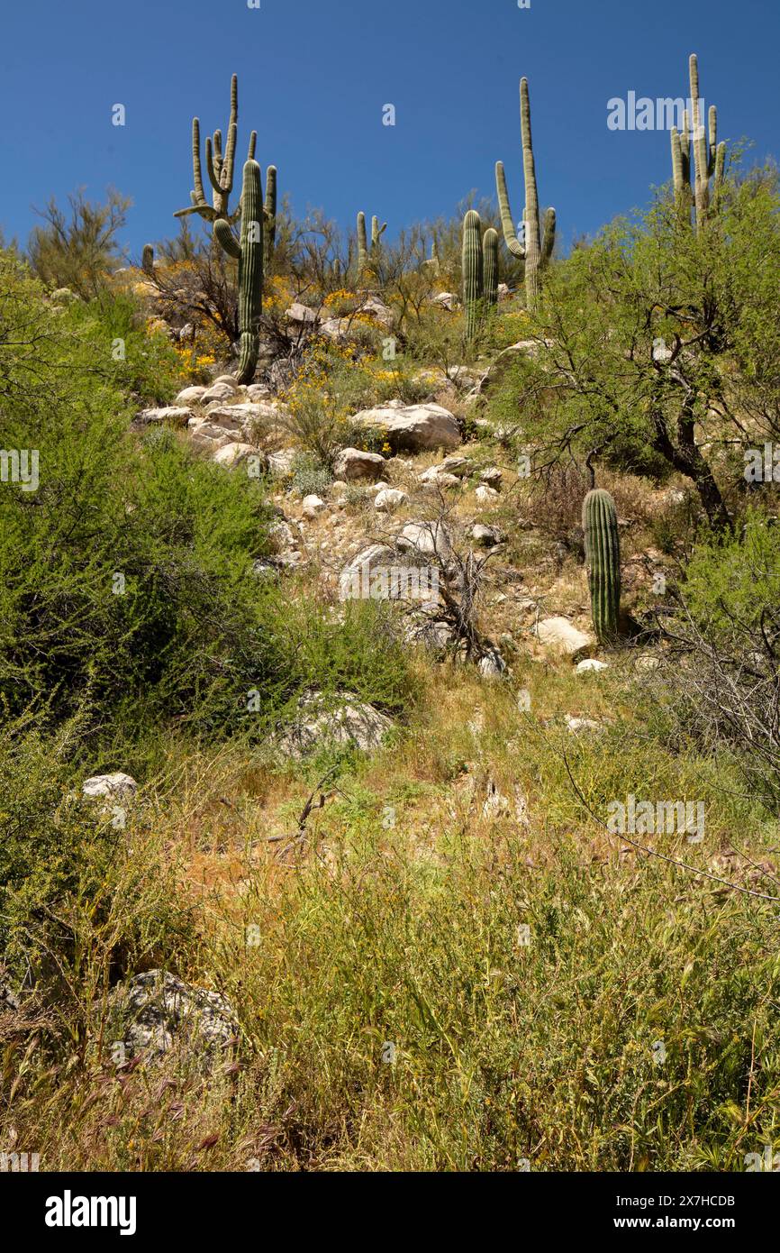 Majestic Saguaro, Saˈɣwaɾo, Carnegiea Gigantea, standing in glorious ...