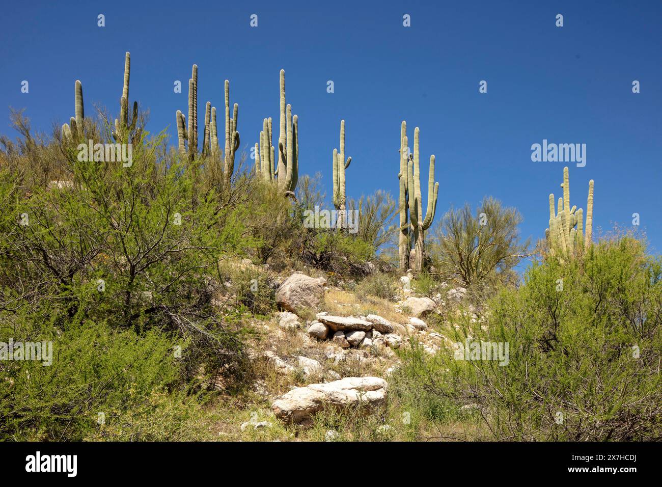The wide open space of the glorious Catalina State Park, Oro Valley ...