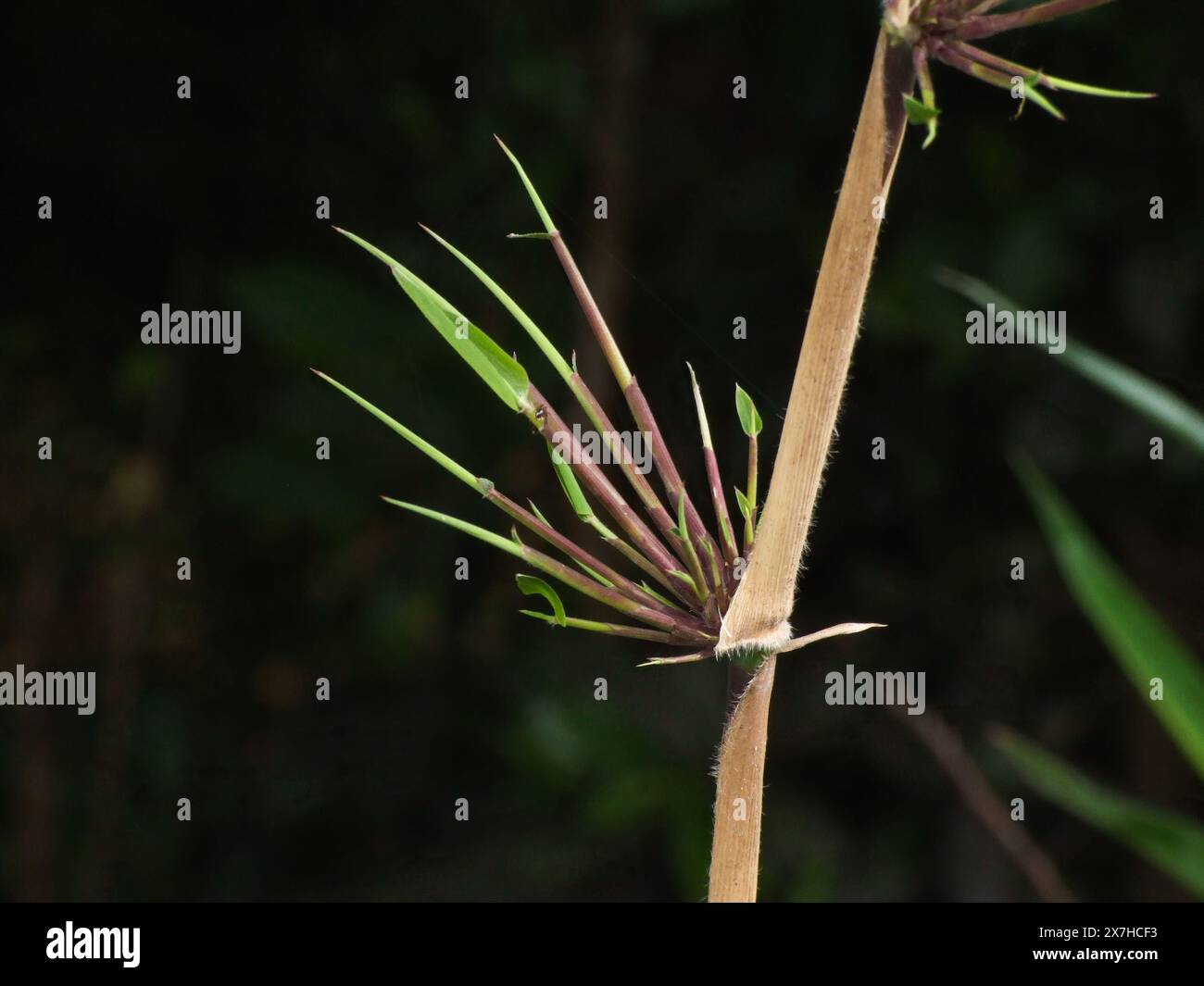 Taihuen hi-res stock photography and images - Alamy