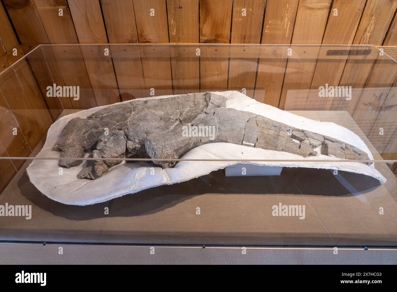 A fossilized scapula from a stegosaurus in the Utah Field House of ...