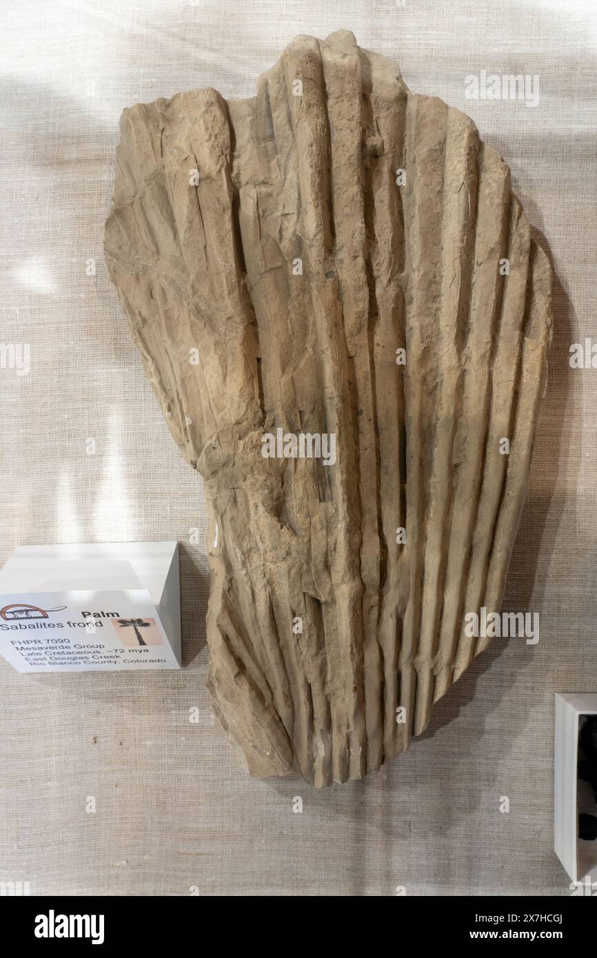Fossilized fronds from a prehistoric fan palm tree in the Utah Field ...