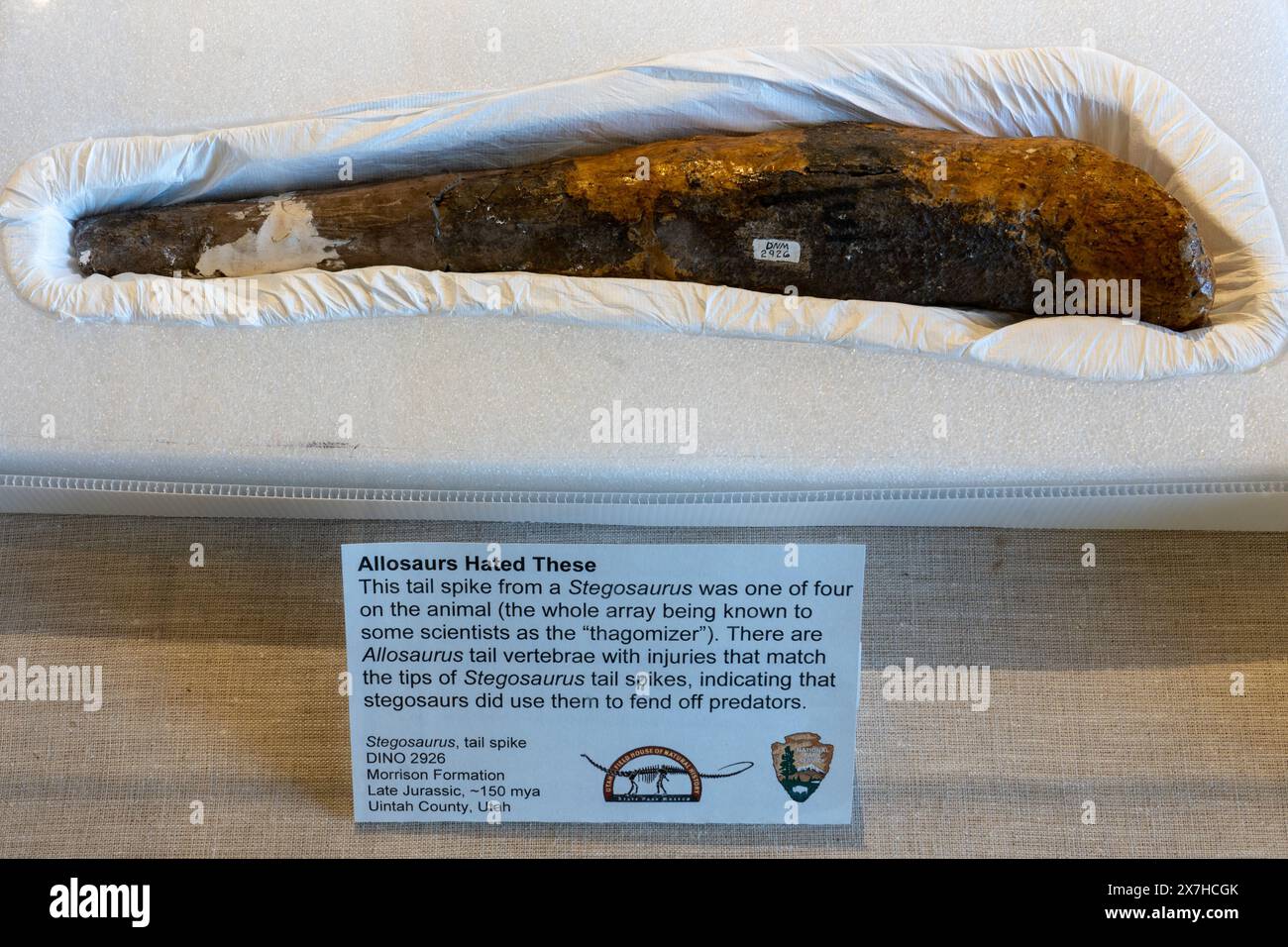 A fossilized tail spike from a Stegosaurus in the Utah Field House of ...