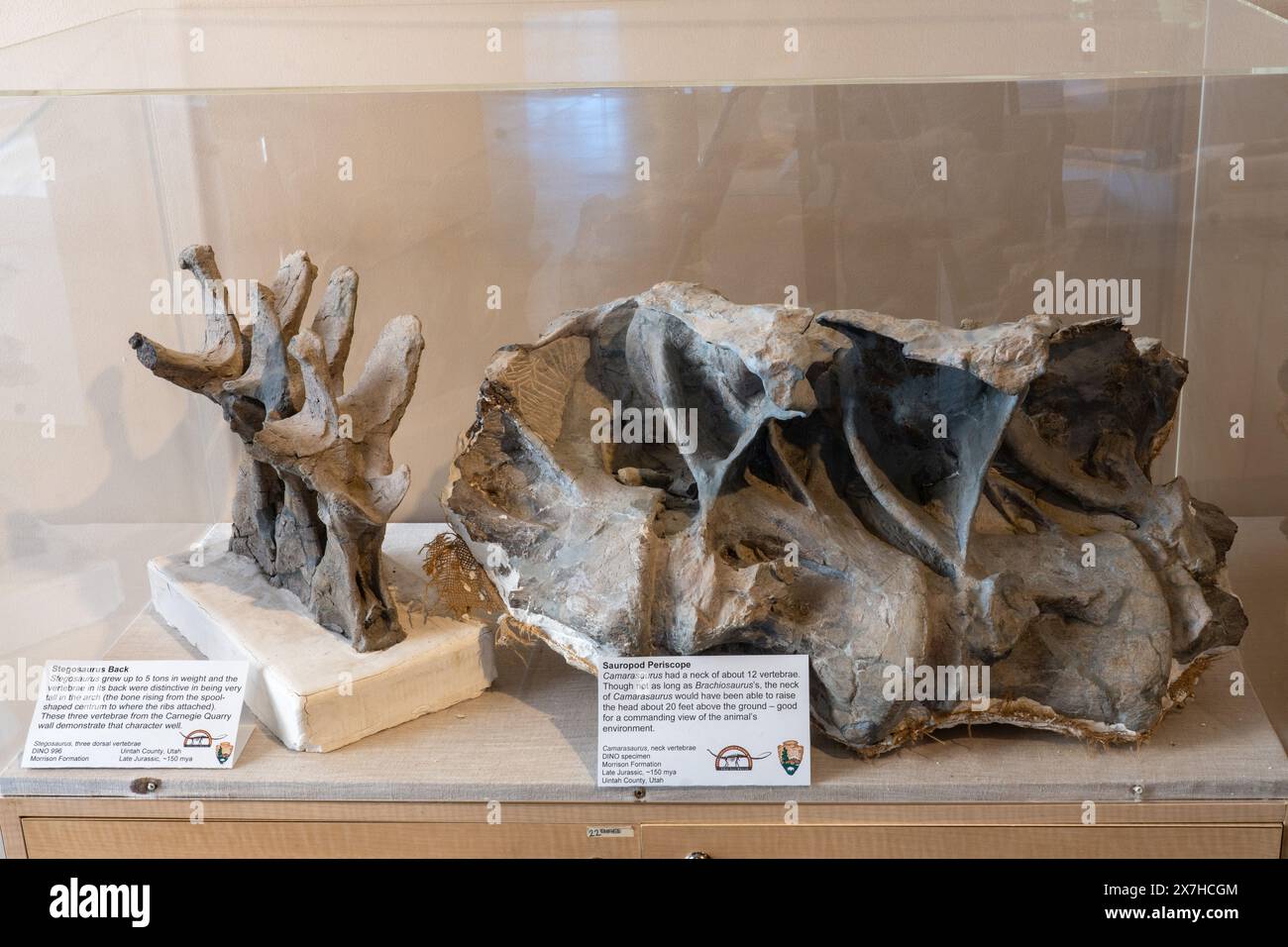 Fossilized vertebrae from a stegosaurus & a camarasaurus in the Utah ...