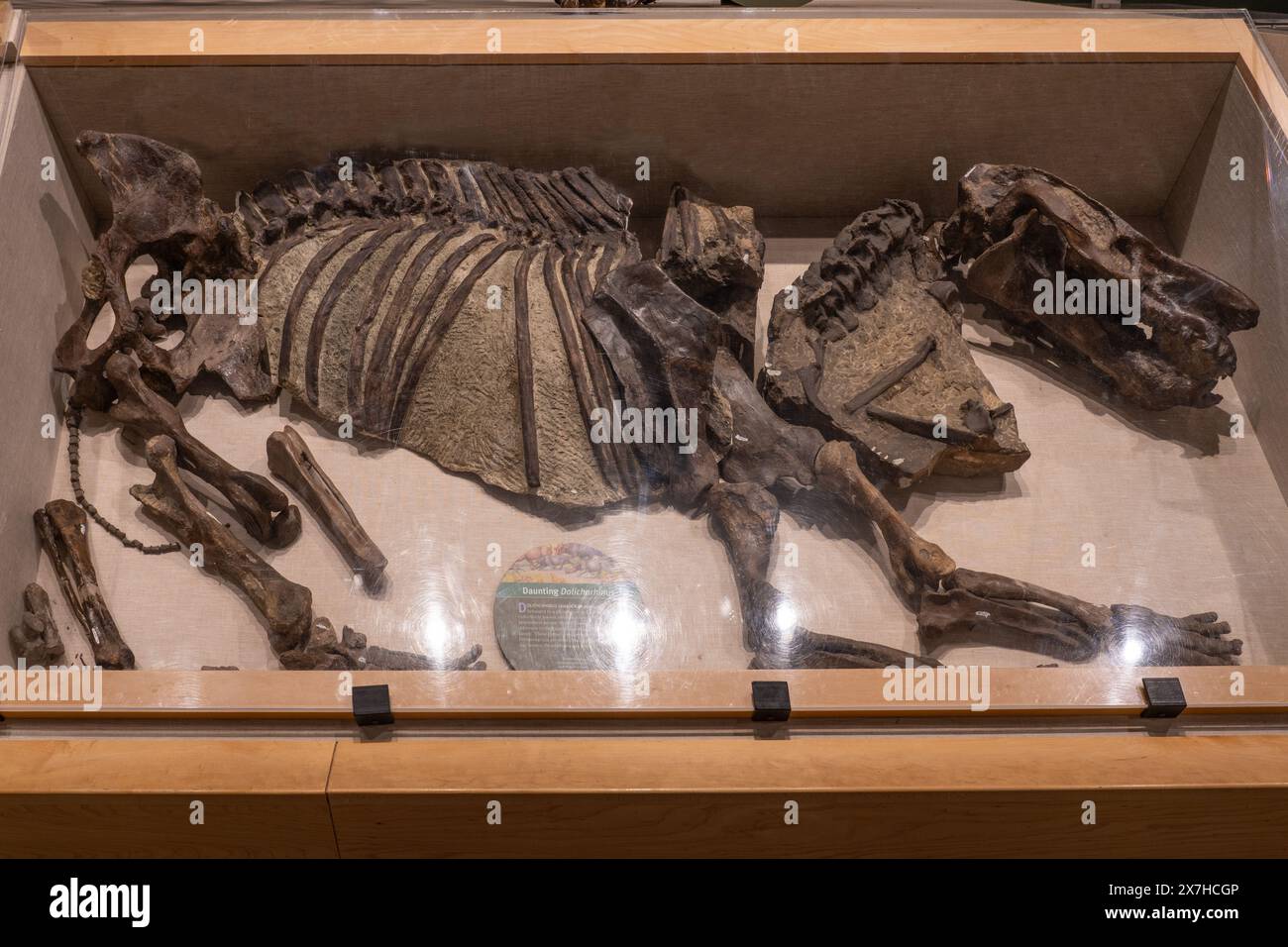 Dolichorhinus sphenocoelus hi-res stock photography and images - Alamy