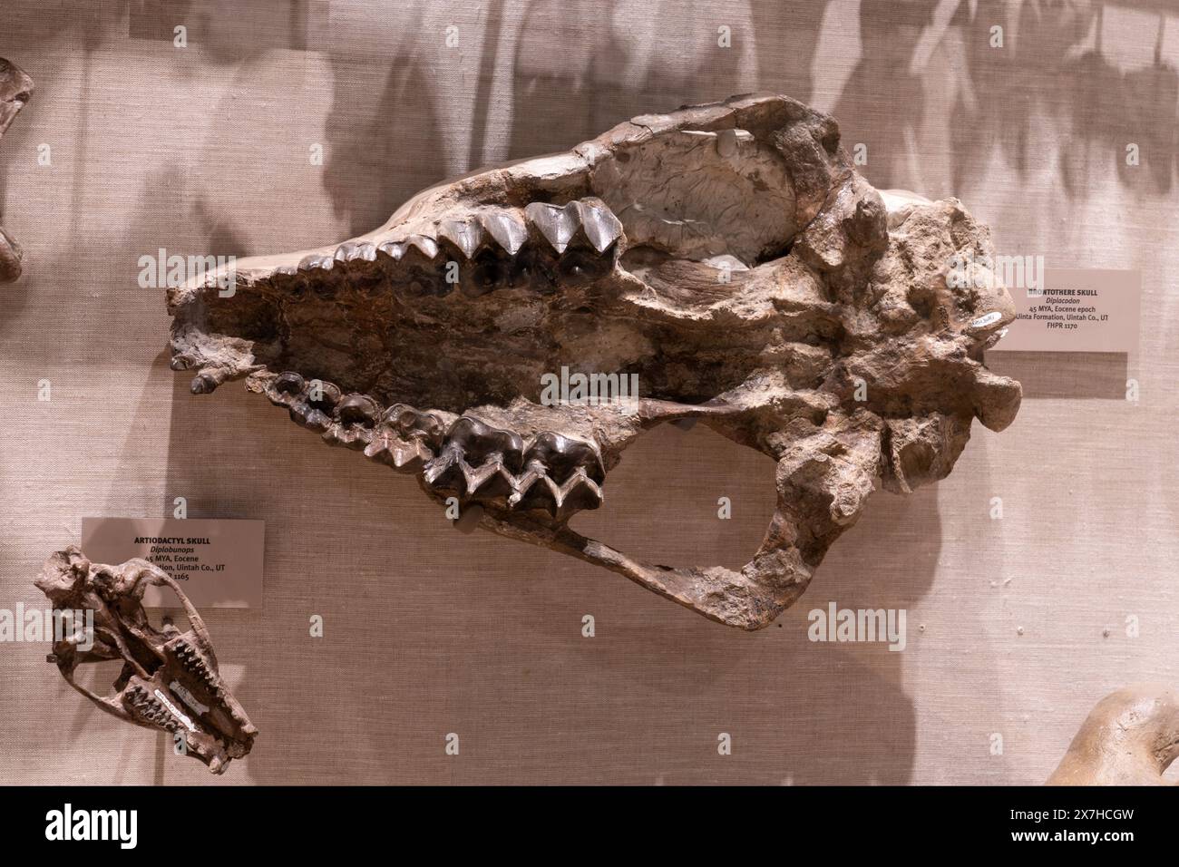 Fossilized skull of a Diplacodon, an extinct brontothere. Utah Field ...