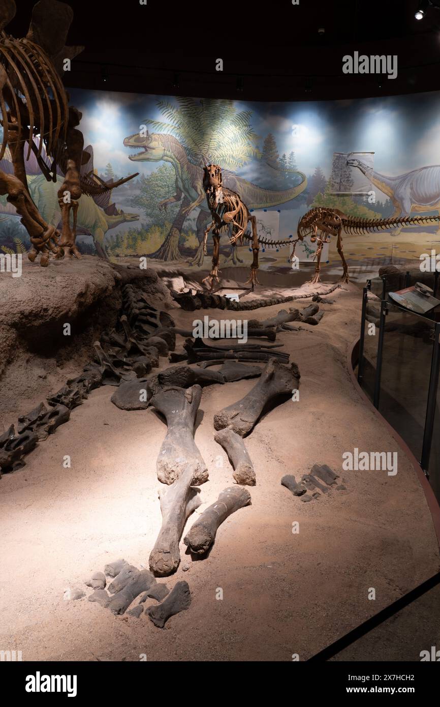 Actual skeleton of a Haplocanthosaurus, a sauropod. in the Utah Field ...