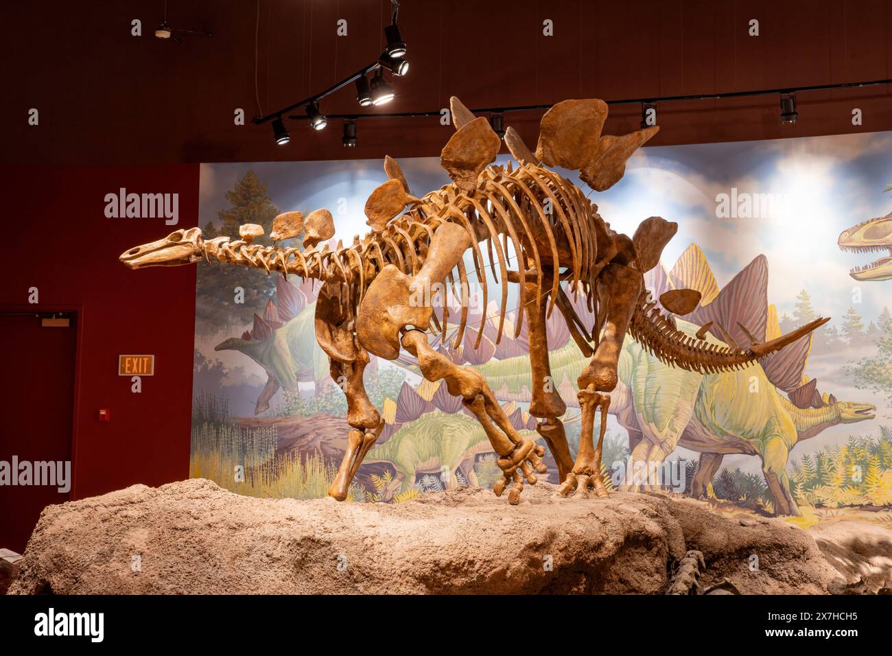 Skeletal cast of a Stegosaurus dinosaur in the Utah Field House of ...