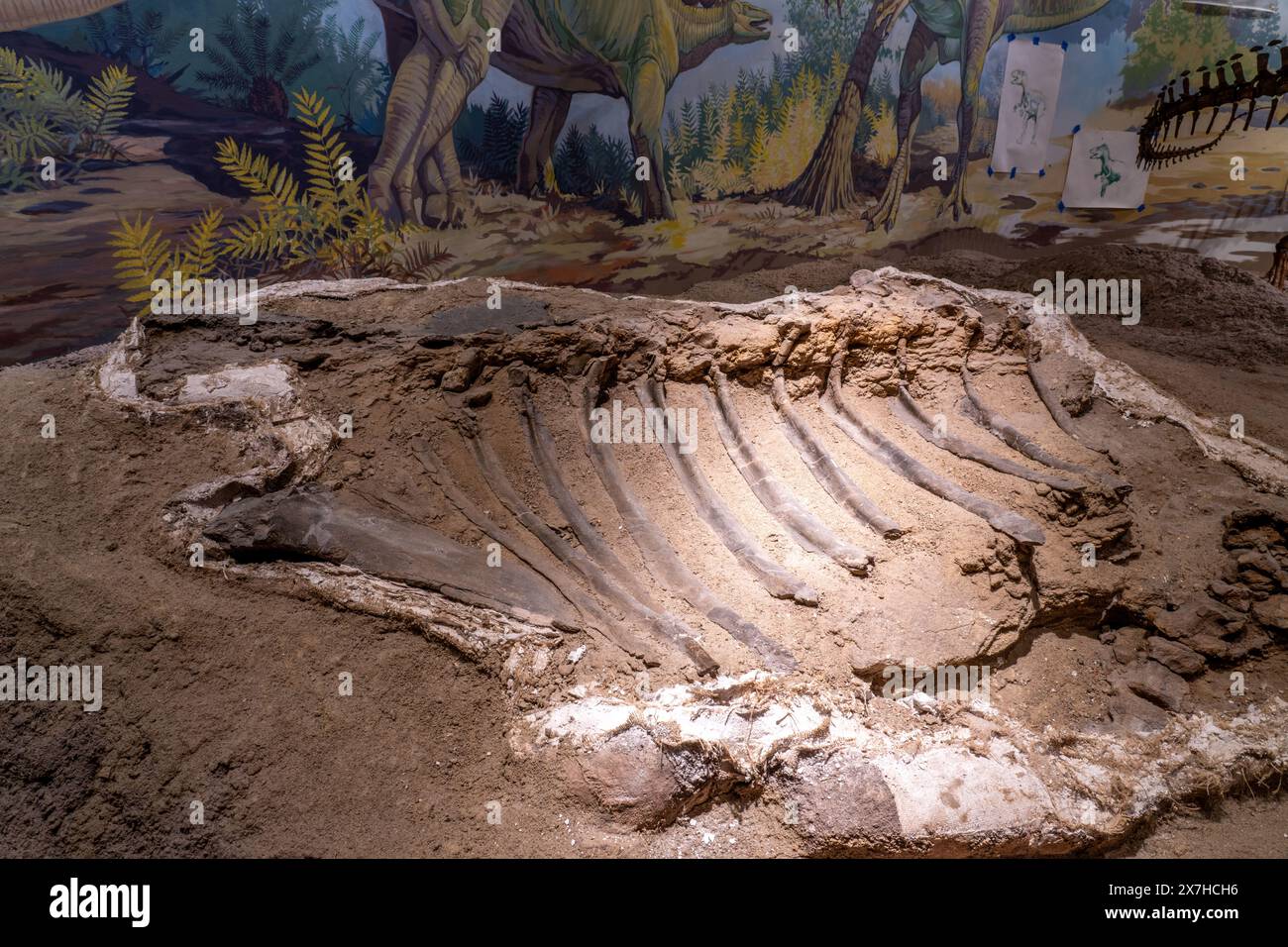 Fossilized ribs of a Stegosaurus on a protective plaster bed. Utah ...