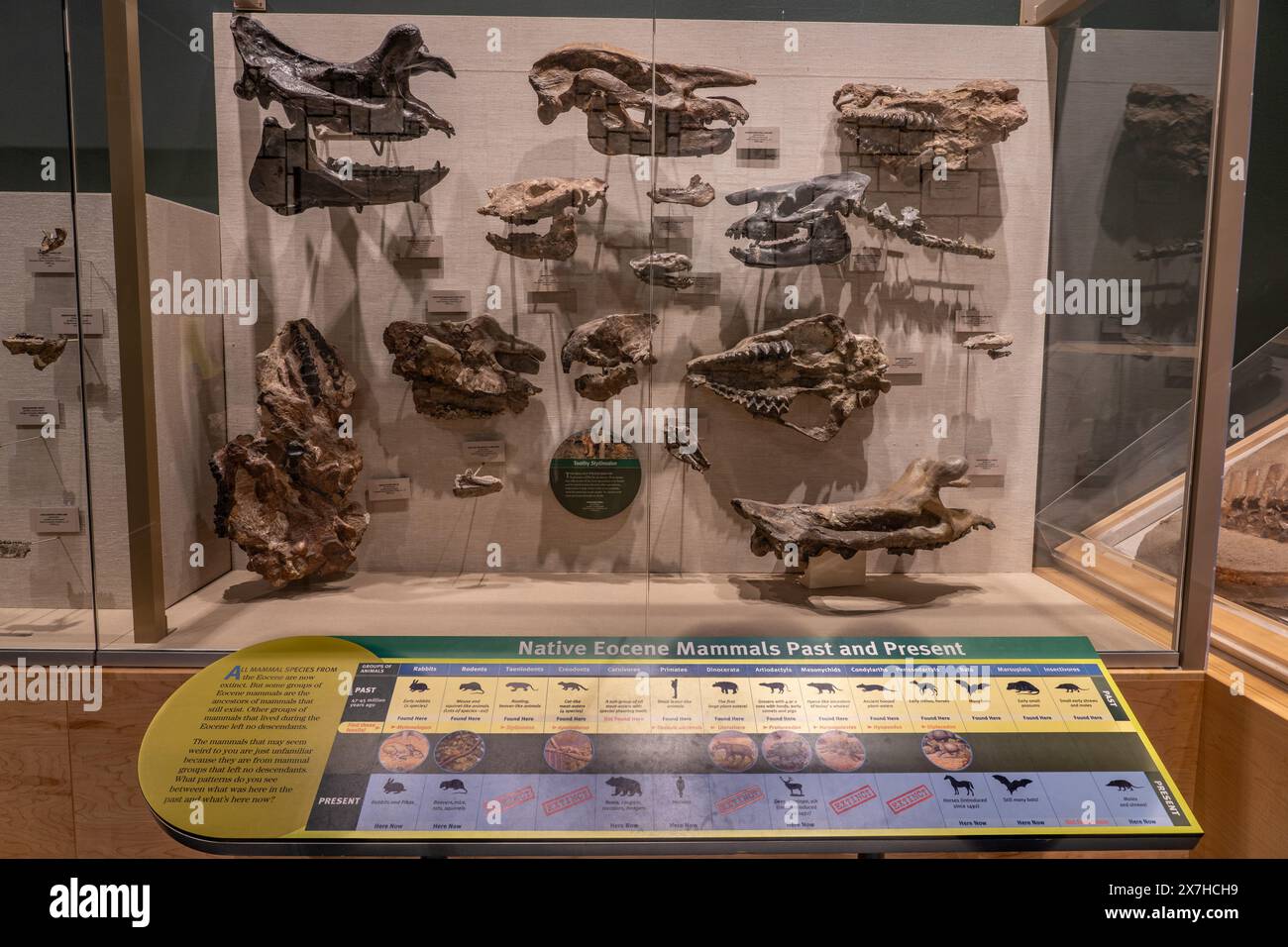 Display of various fossilized mammal skulls from the Eocene Epoch. Utah ...