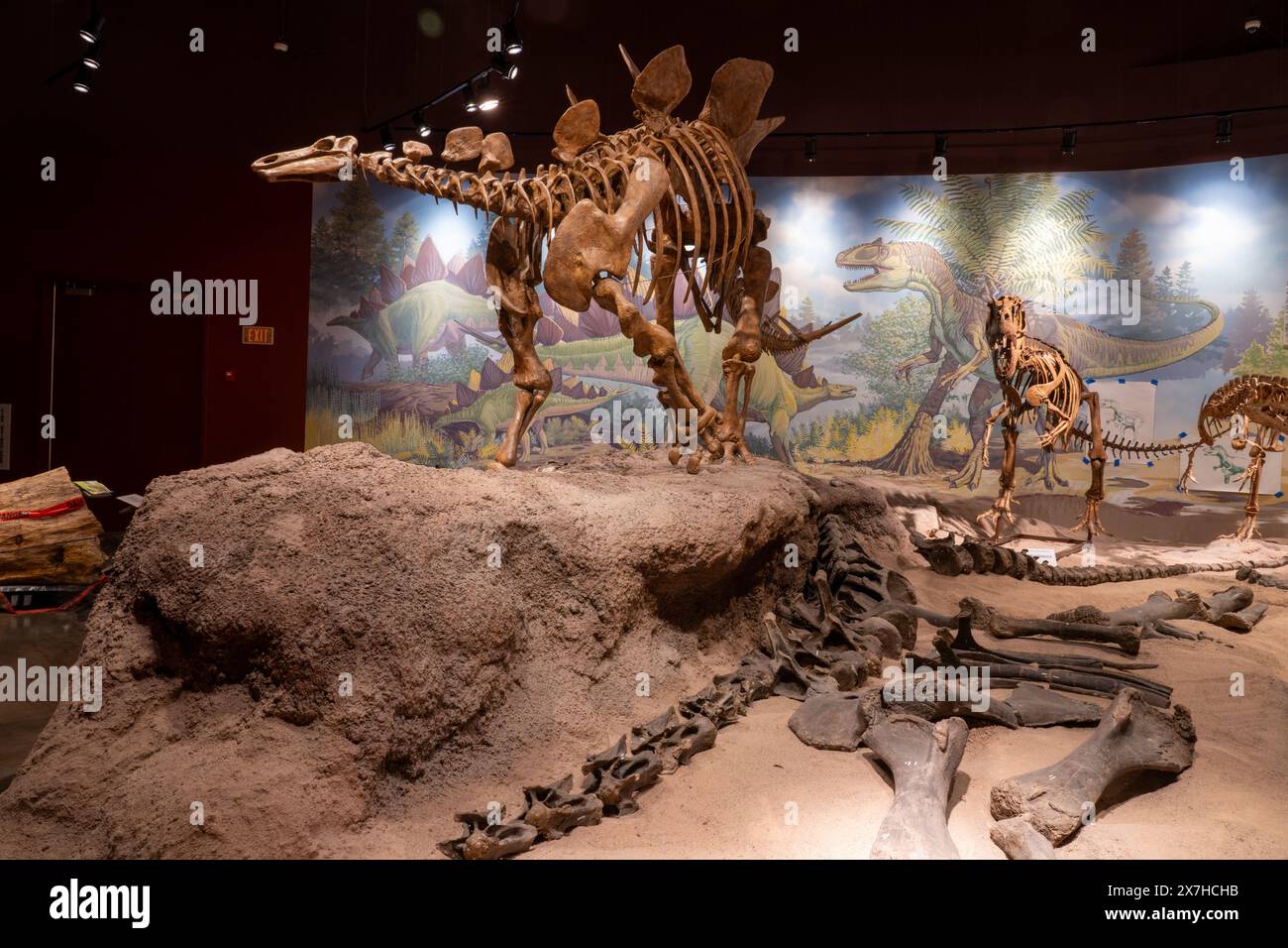 Skeletal cast of a Stegosaurus dinosaur in the Utah Field House of ...