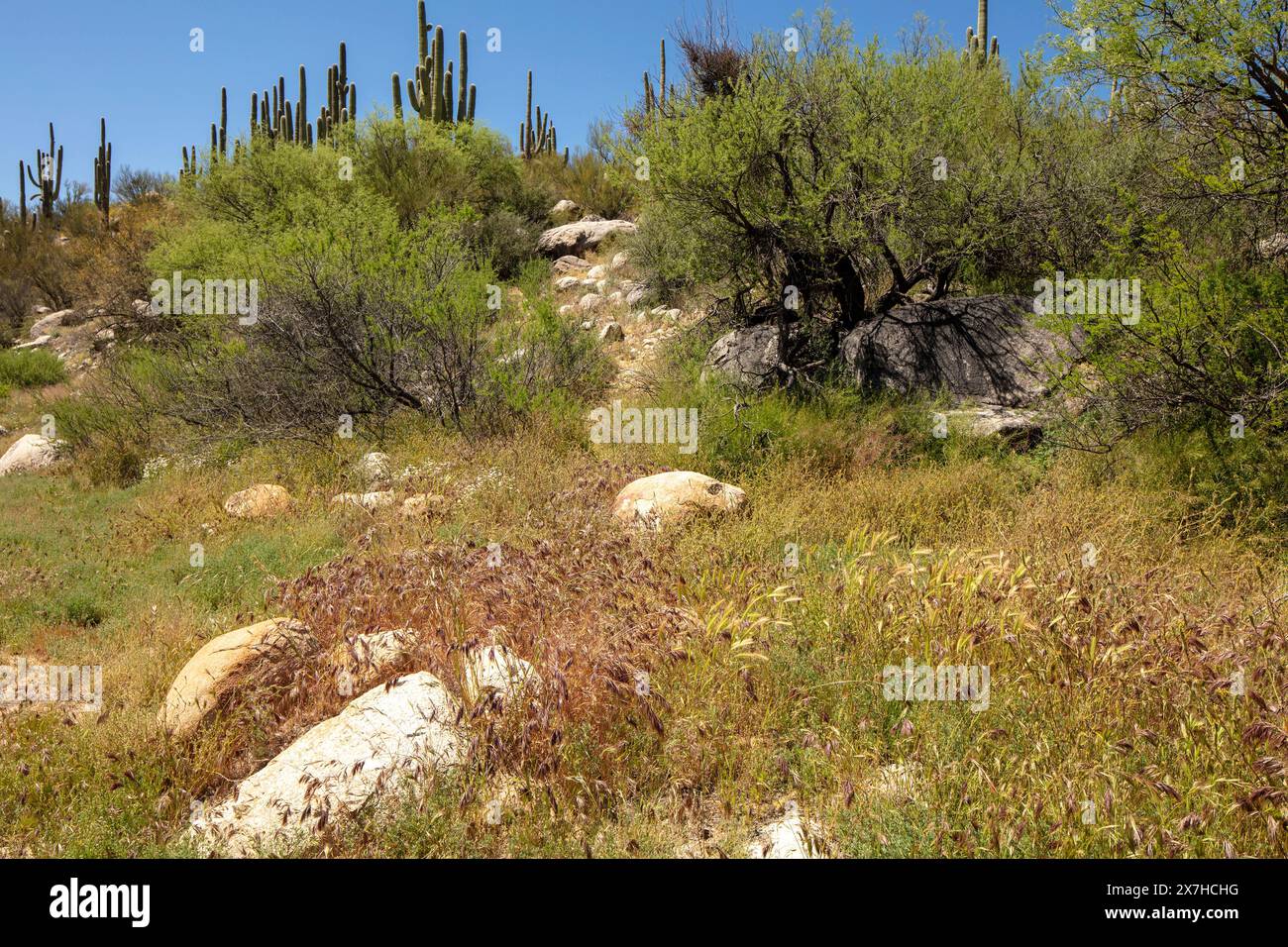 The wide open space of the glorious Catalina State Park, Oro Valley ...