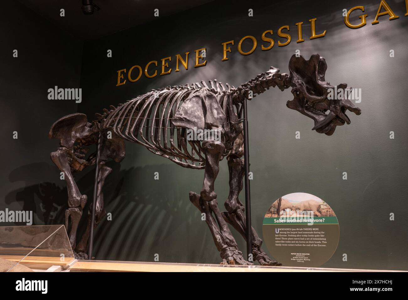 Skeletal cast of Uintatherium anceps in the Utah Field House of Natural ...