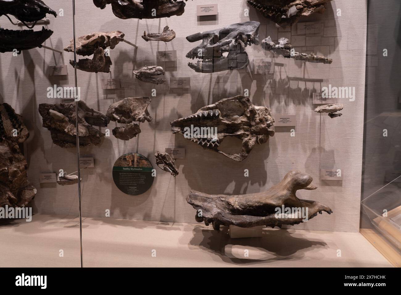 Display of various fossilized mammal skulls from the Eocene Epoch. Utah ...