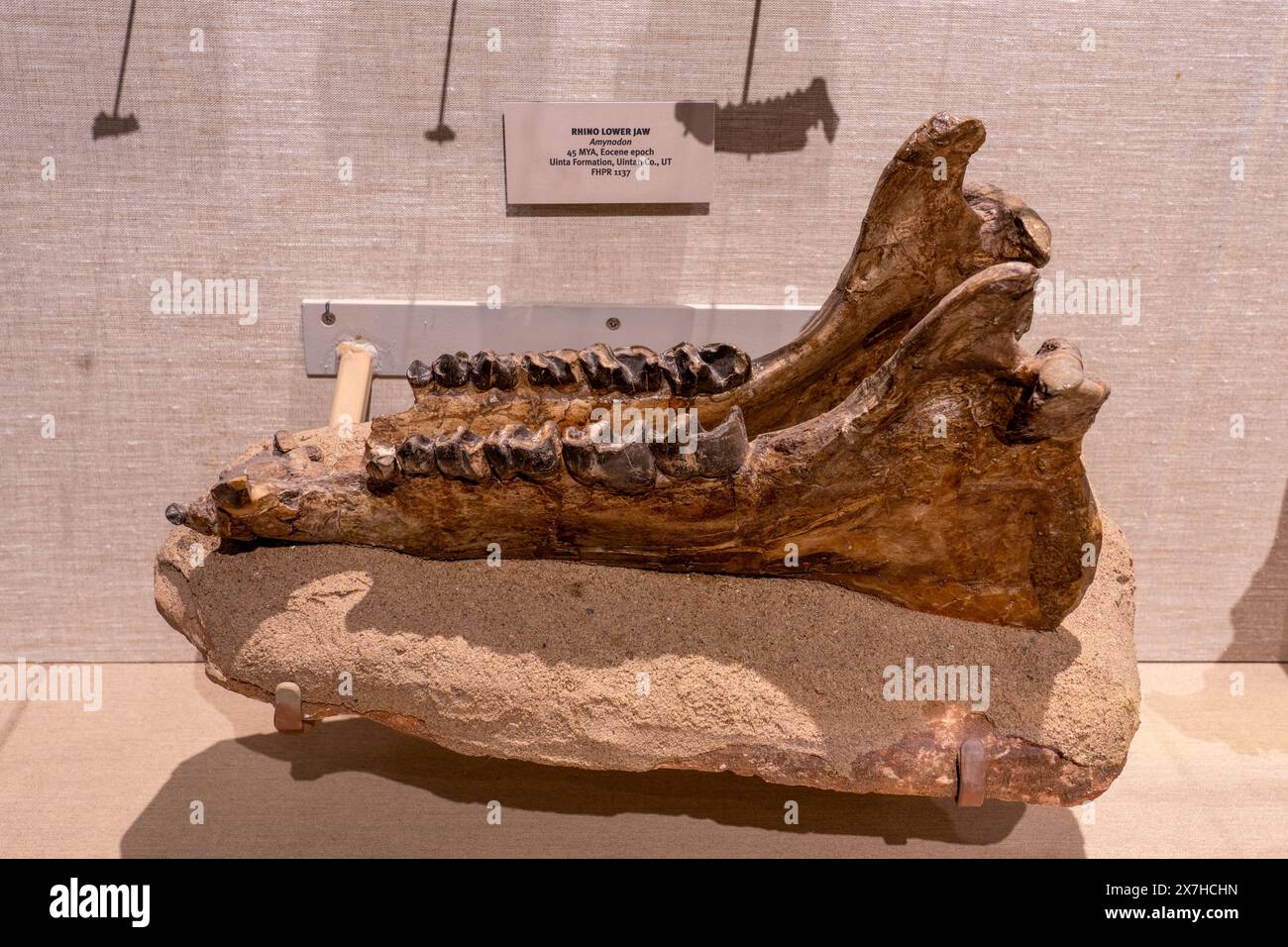 Fossilized manible of an Amyhodon, related to the modern rhinoceros ...