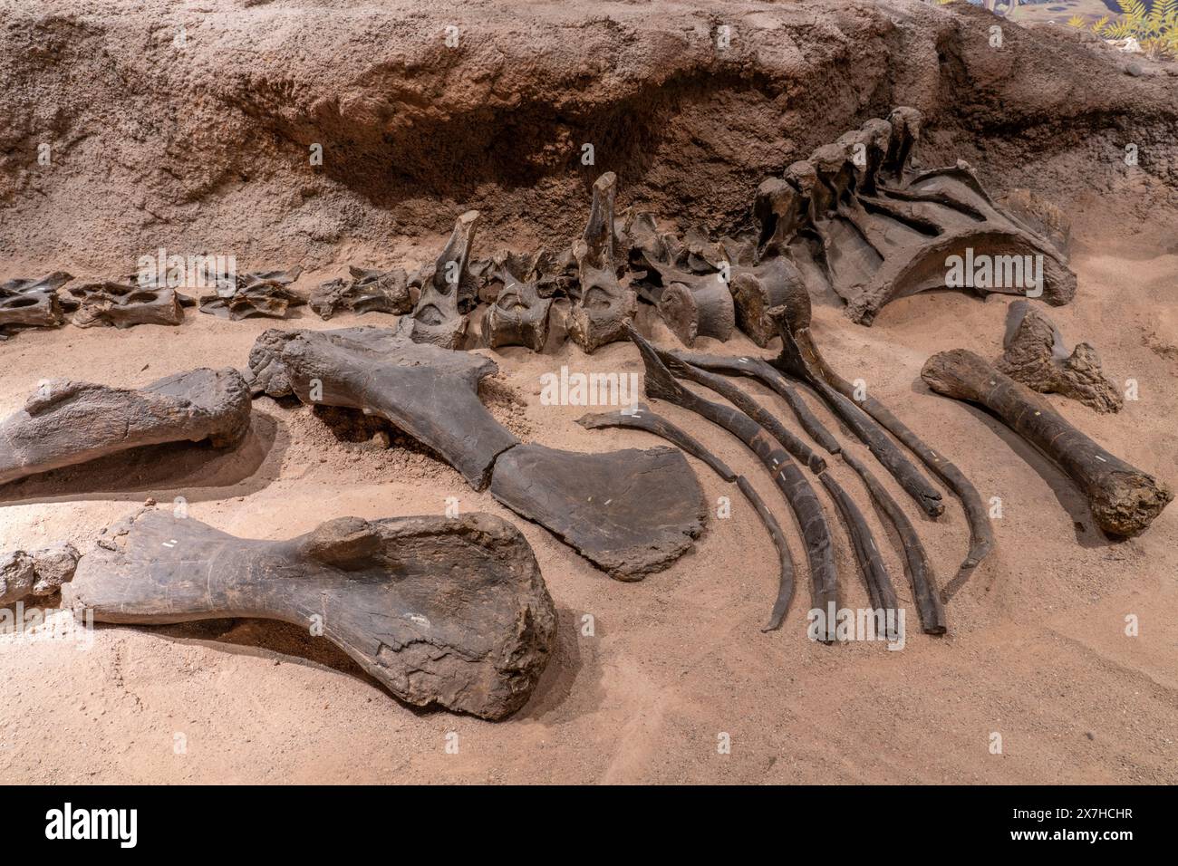 Bones of a Haplocanthosaurus, a sauropod, in the Utah Field House of ...