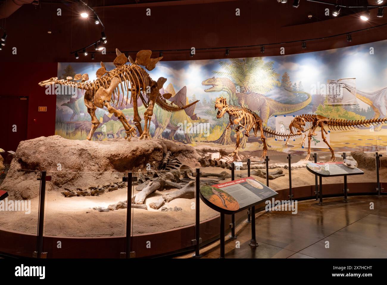 Skeletal cast of a Stegosaurus dinosaur in the Utah Field House of ...