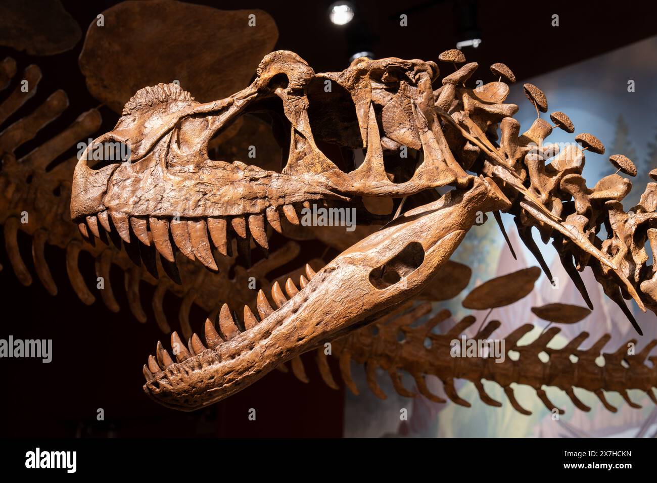 A cast skull of a Ceratosaurus. Utah Field House of Natural History ...